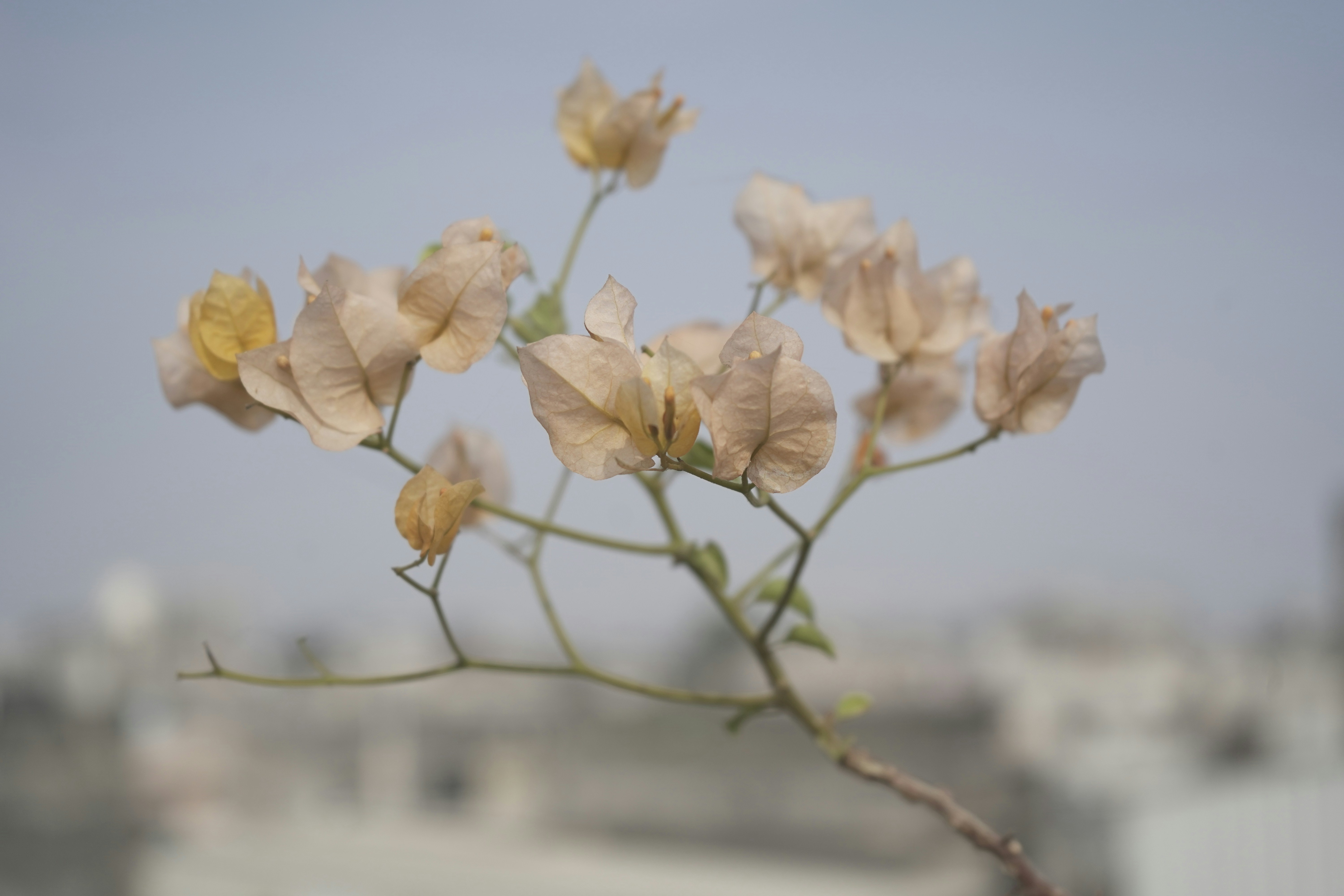 Withering Blooms on a Bleached Branch Against a Hazy Cityscape