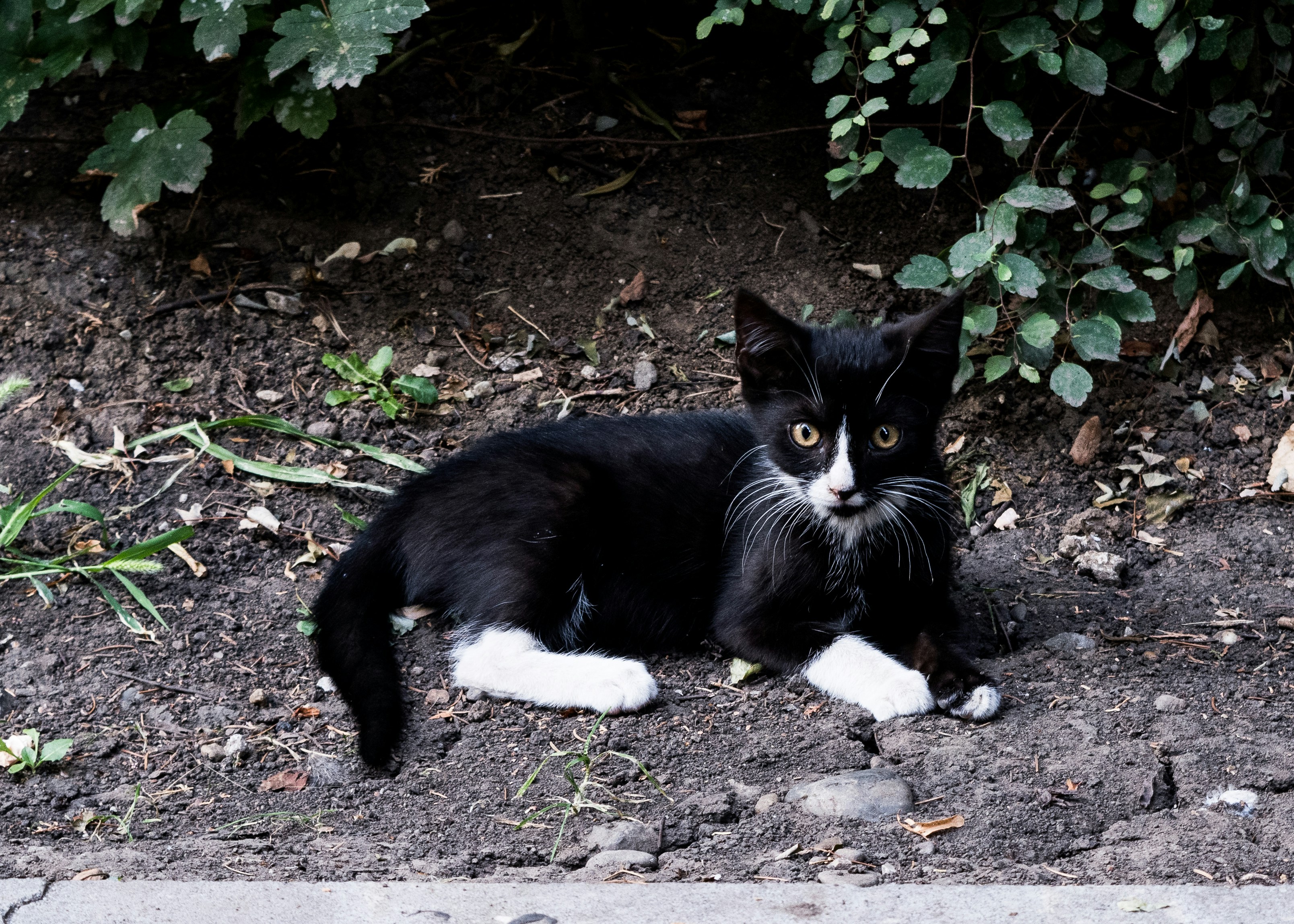 Black-and-White Kitten Lurking by Garden Edge