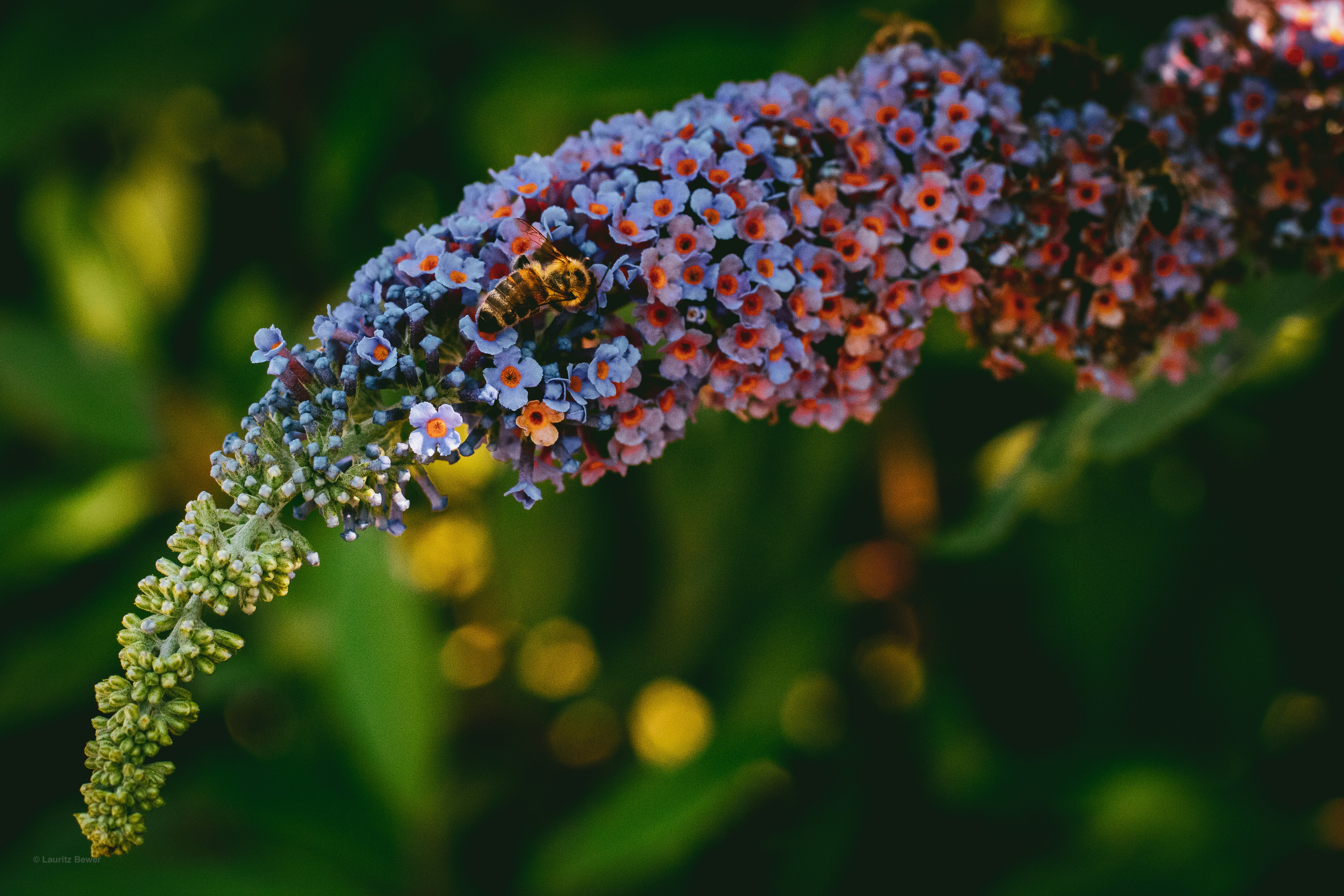 A bee rests on a curved bloom of tiny blue flowers, with a blurred green background; the scene highlights the pollinator and floral texture in a garden setting.