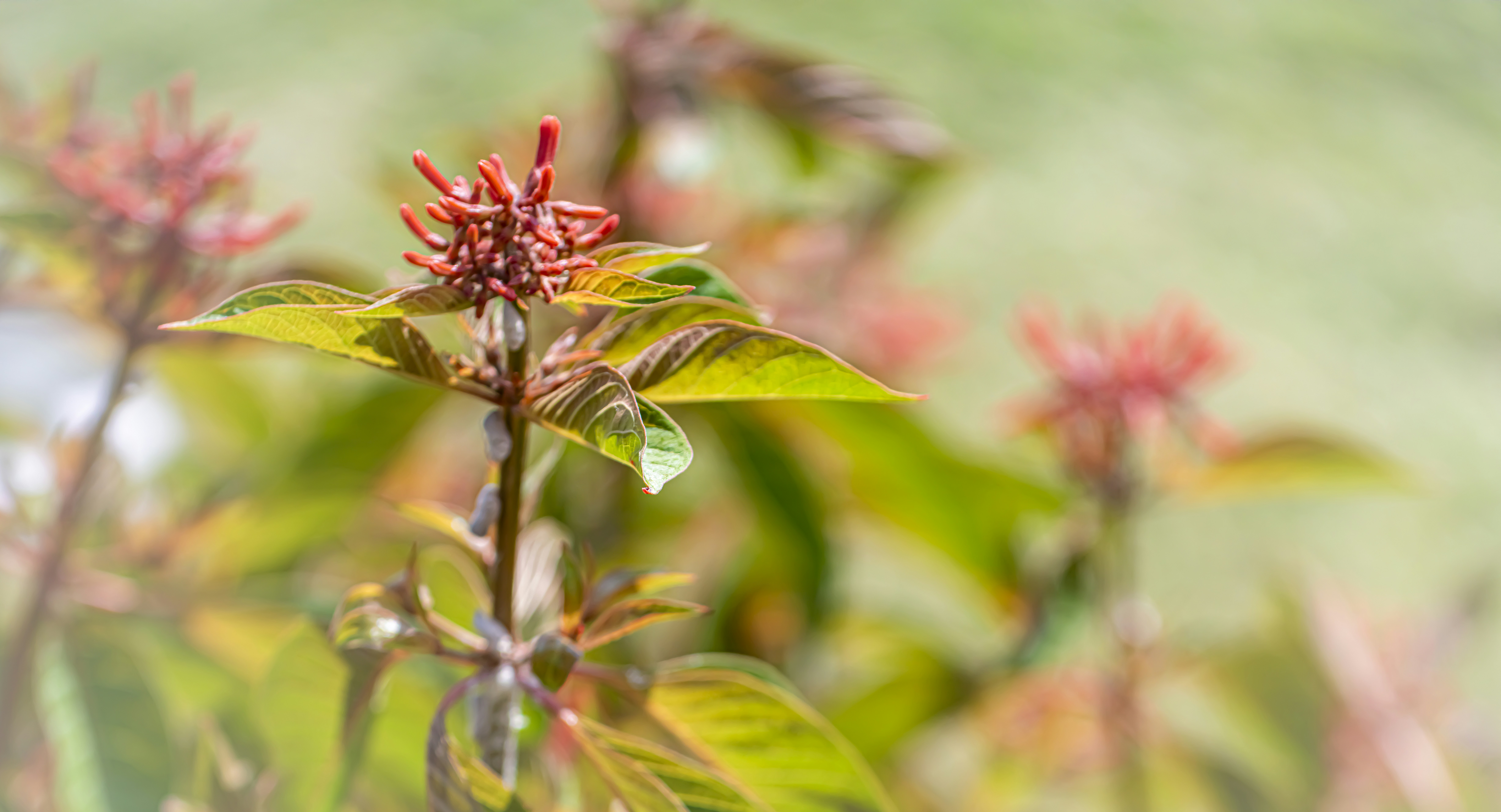 Blossom Focal: Red-tipped Verdure in Soft Focus