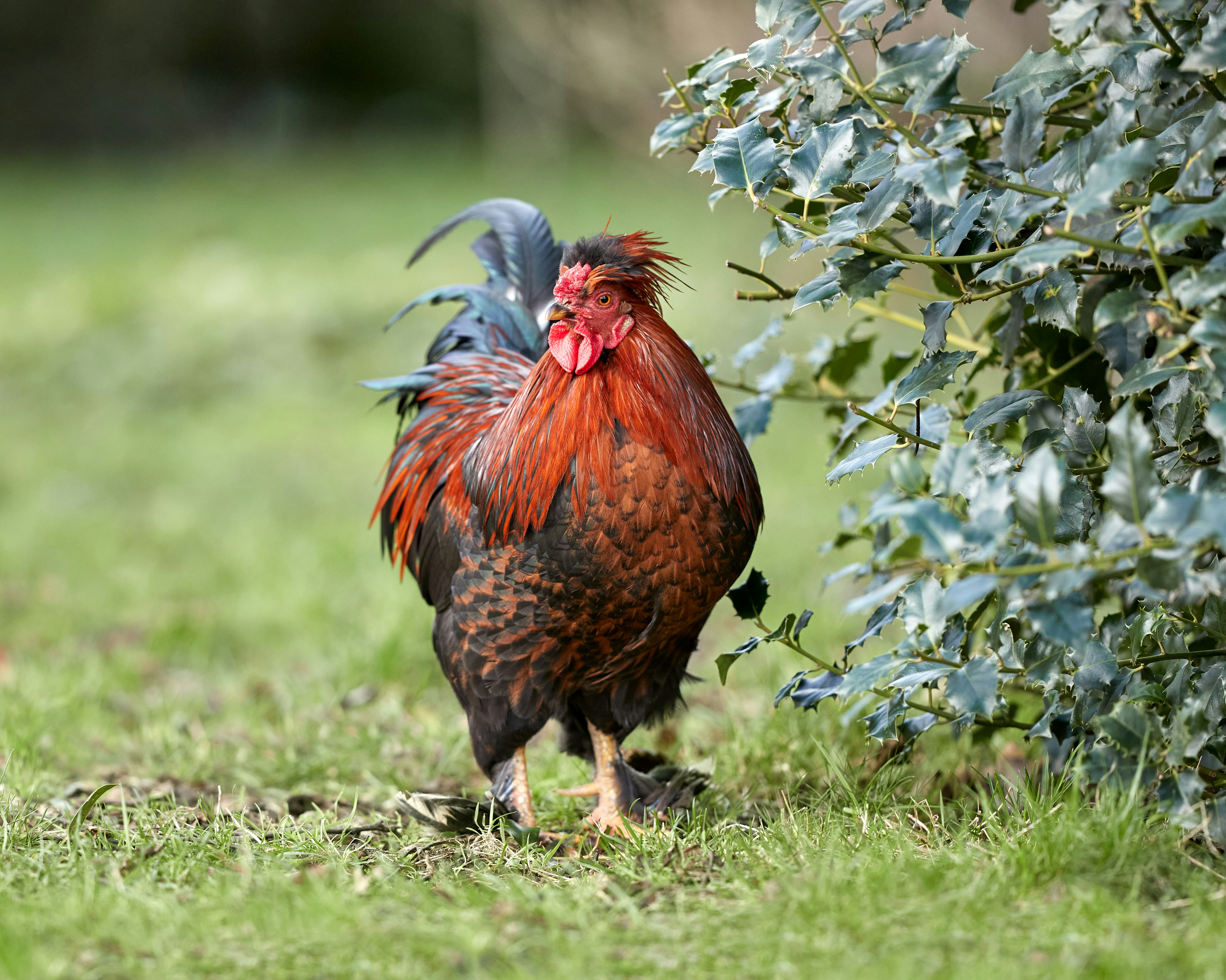 Red Rooster in Sunlit Yard, Beside a Silver-Leaf Hedge