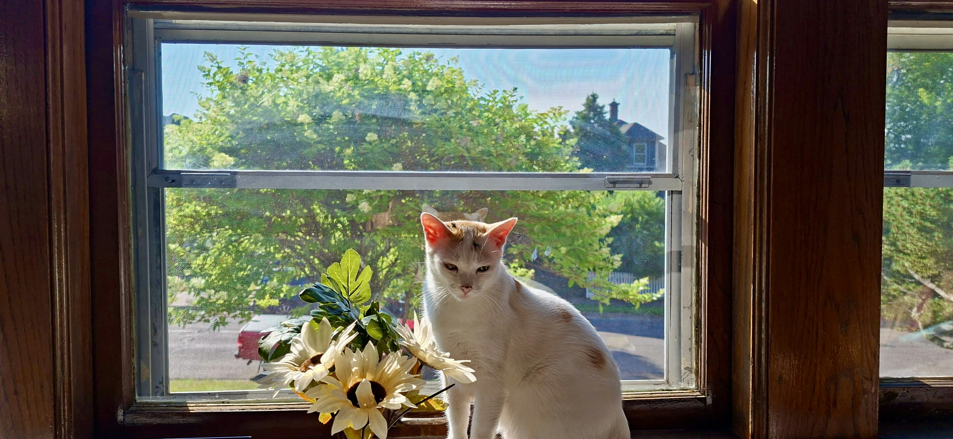A white cat with orange spots beside artificial flowers on a wooden windowsill