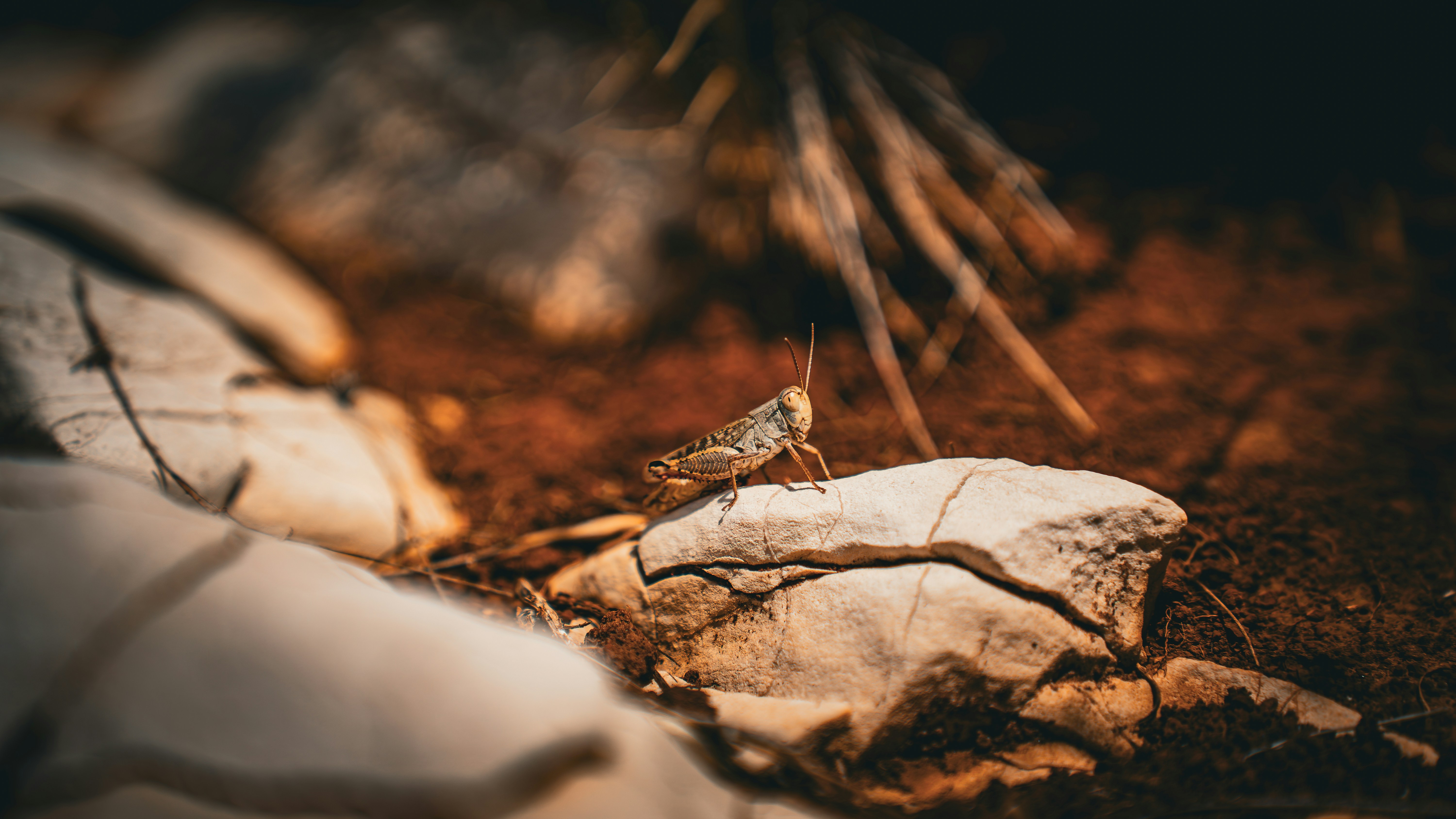 Rockbound Scout: A Desert-Camouflaged Insect on a Cracked Stone