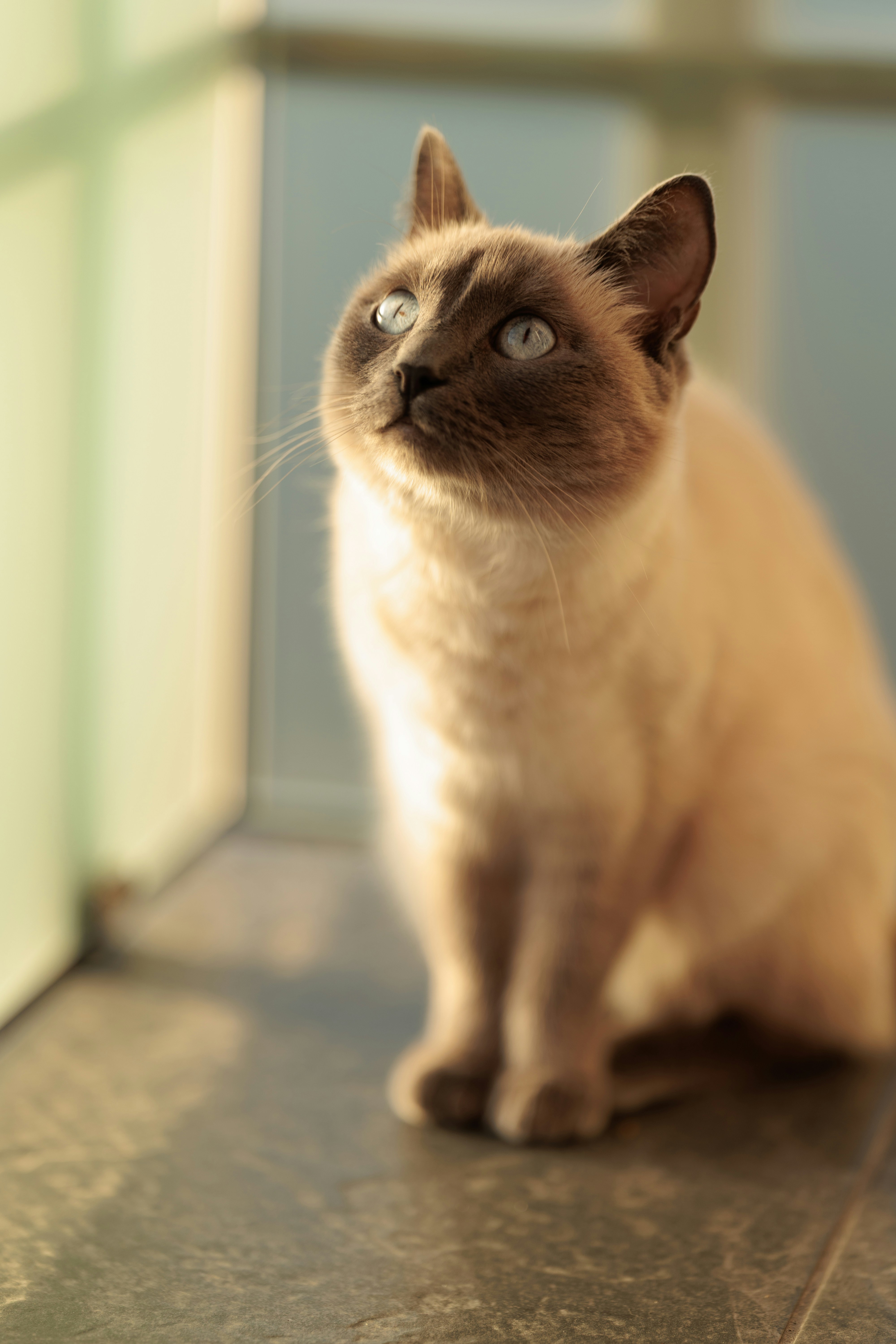 Emerald-Gaze Cat in Soft Portrait Light