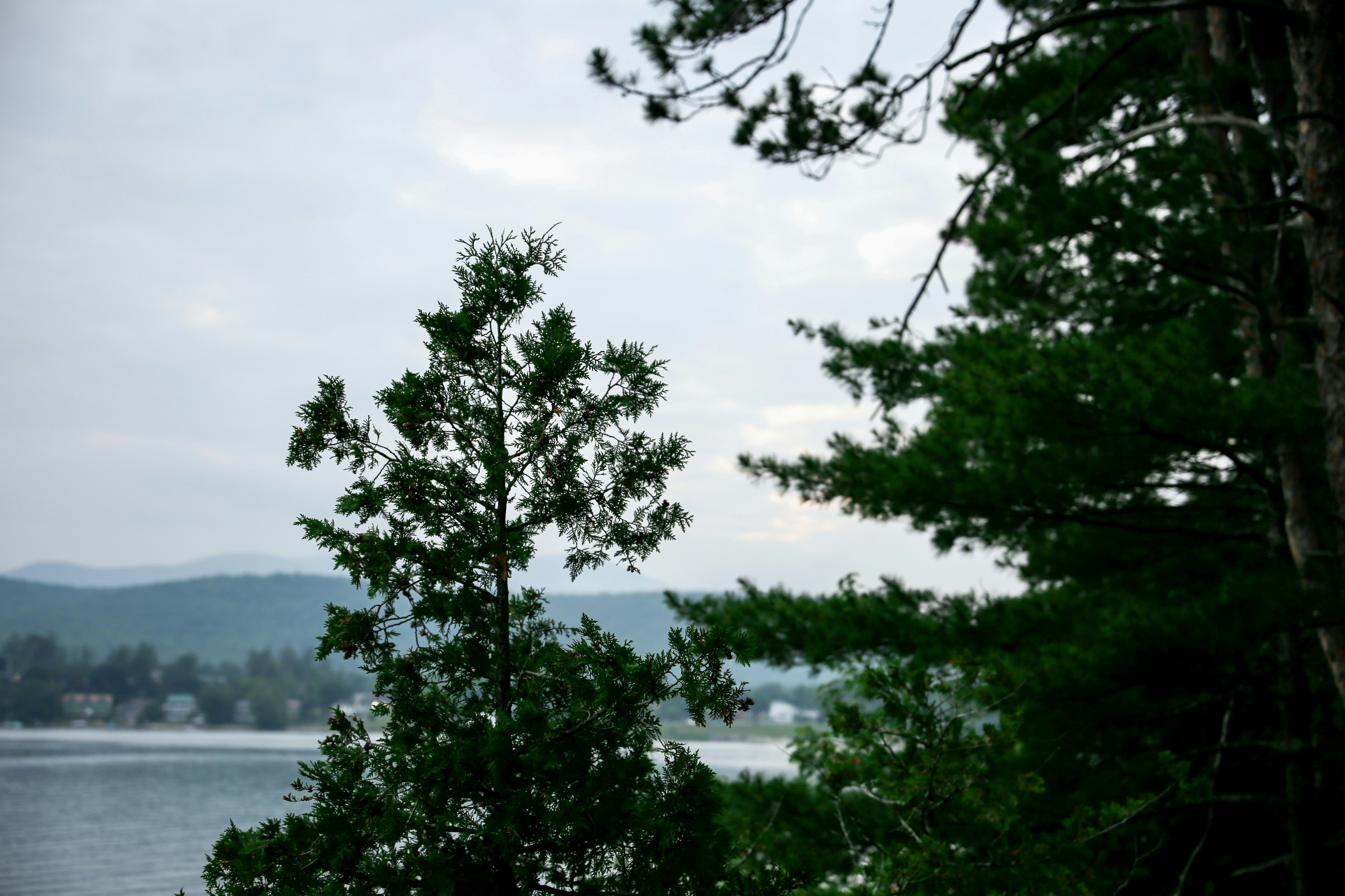 Lakeside Trees framing a calm horizon