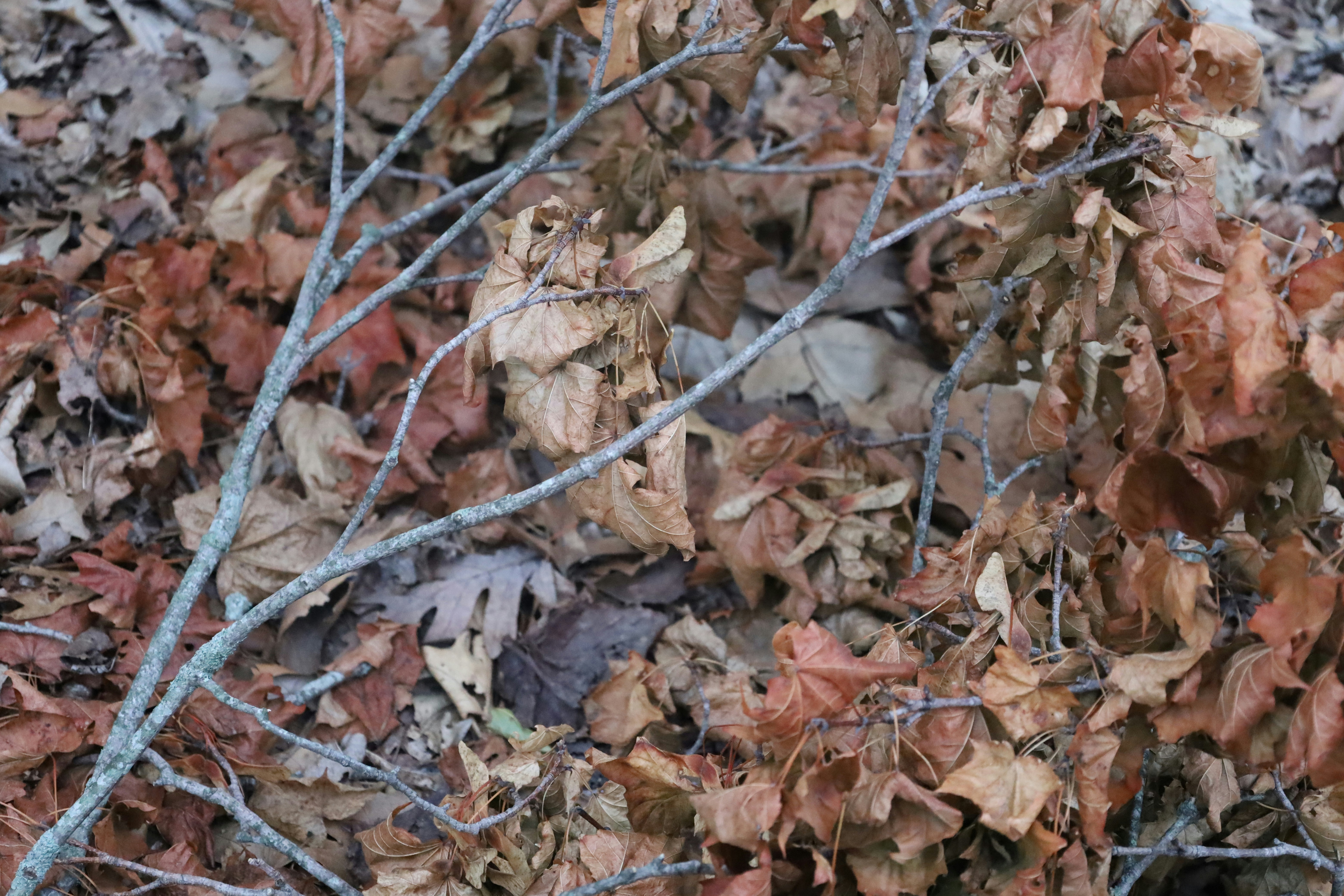 Entangled Autumn Trails