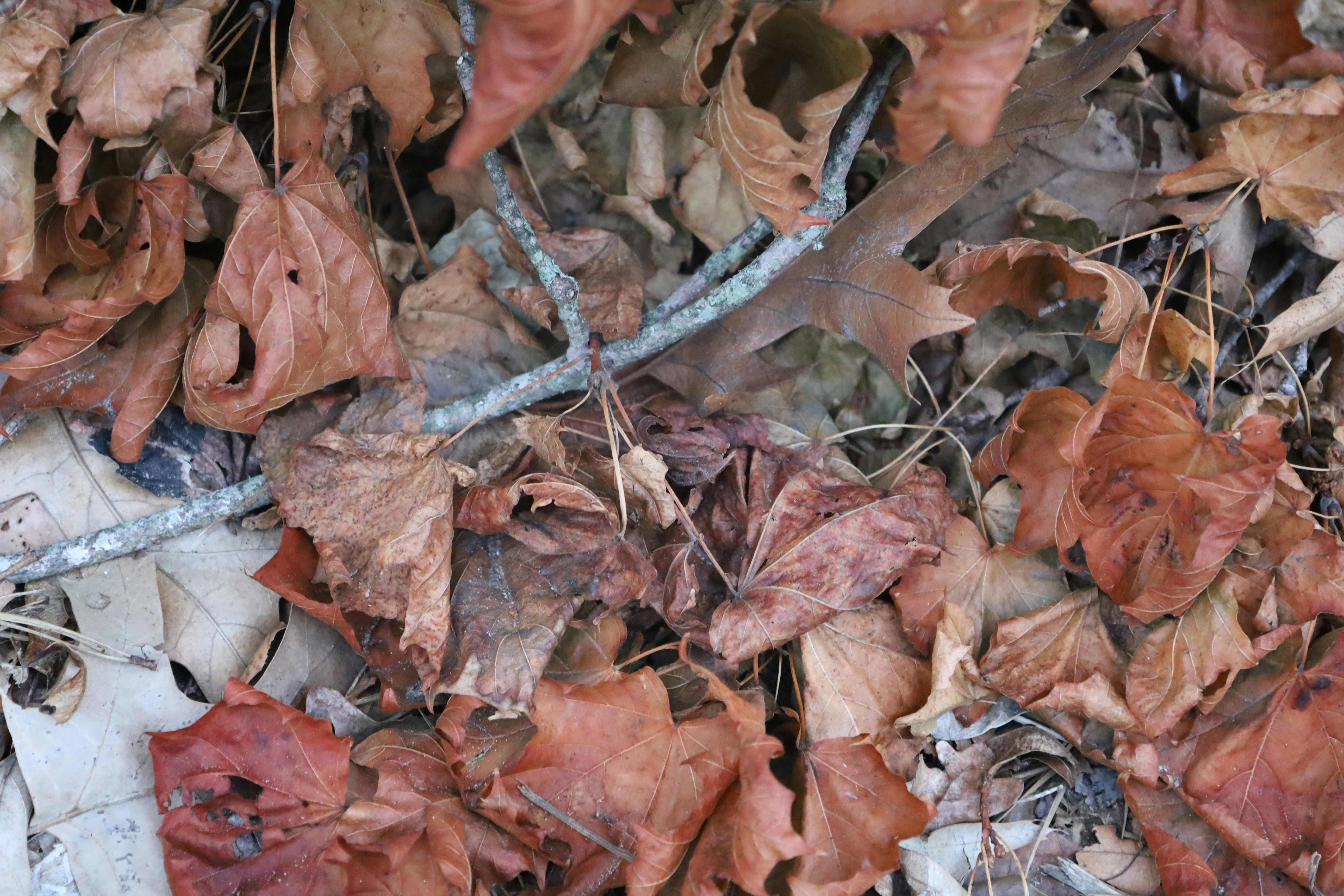 Autumn Leaf Mosaic: Crumpled Foliage and Branch Fragments on the Ground