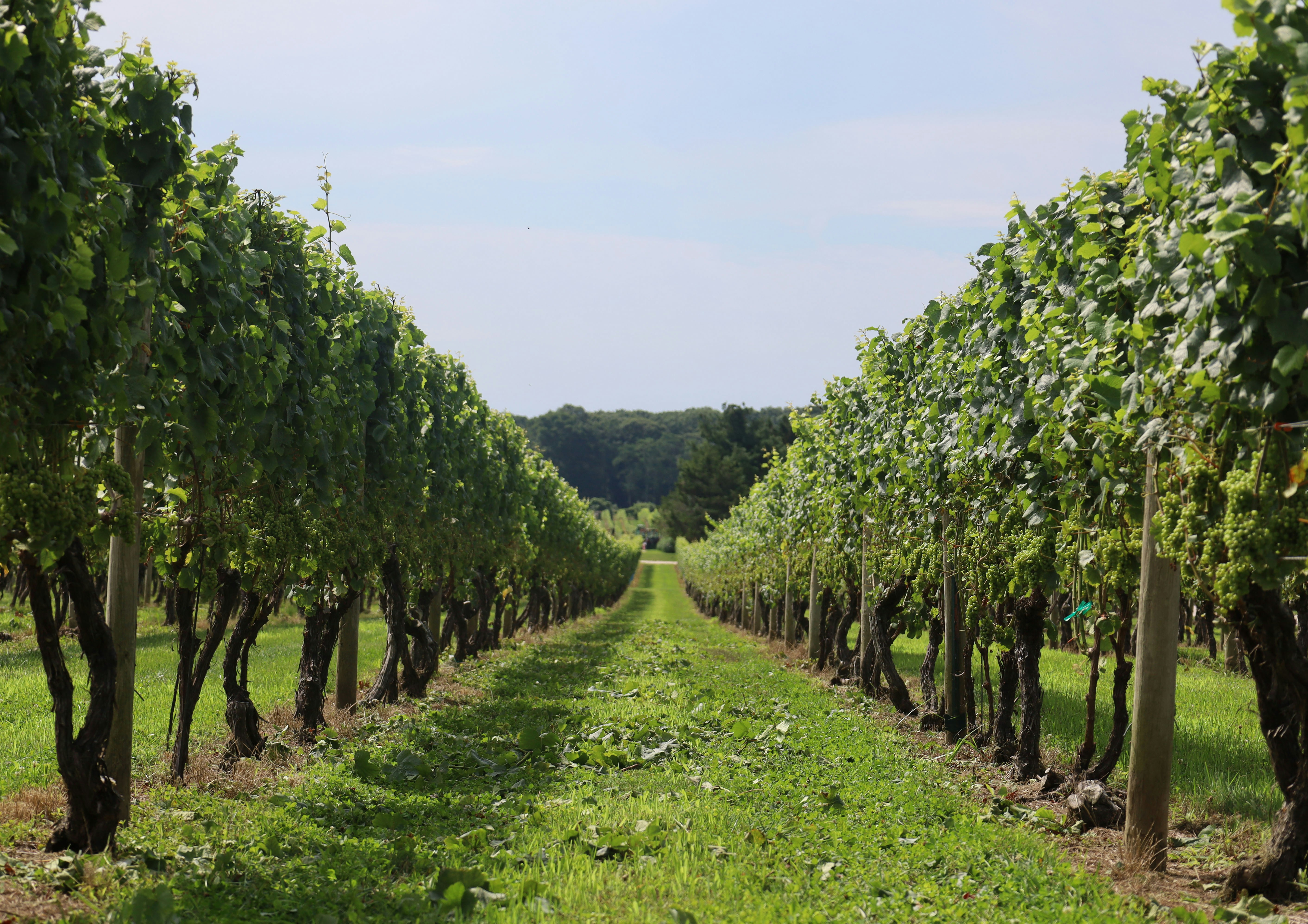 Vineyard Alley Under a Clear Sky