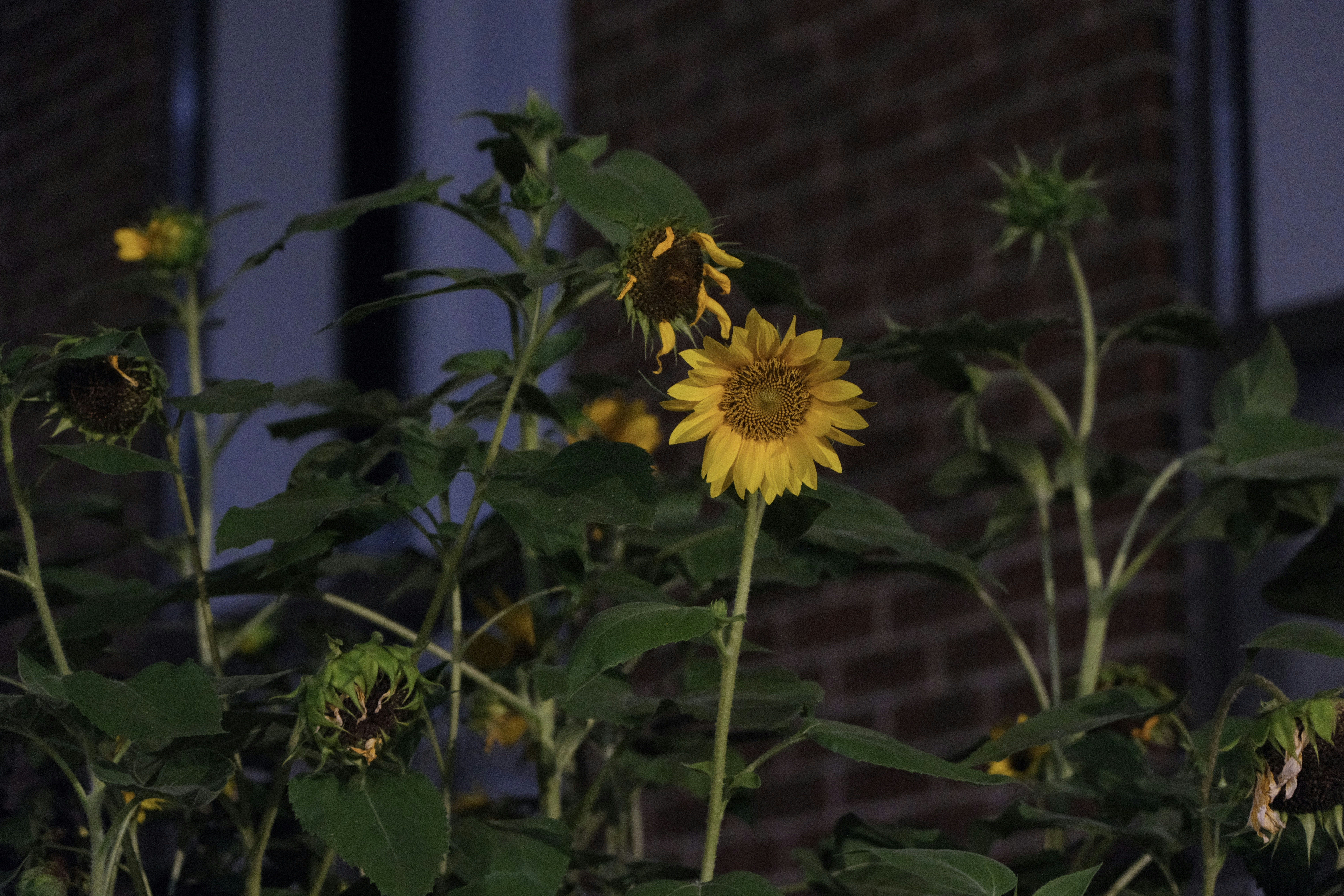 Sunlit Core: A Brisk Cluster of Yellow Heads Against Brick