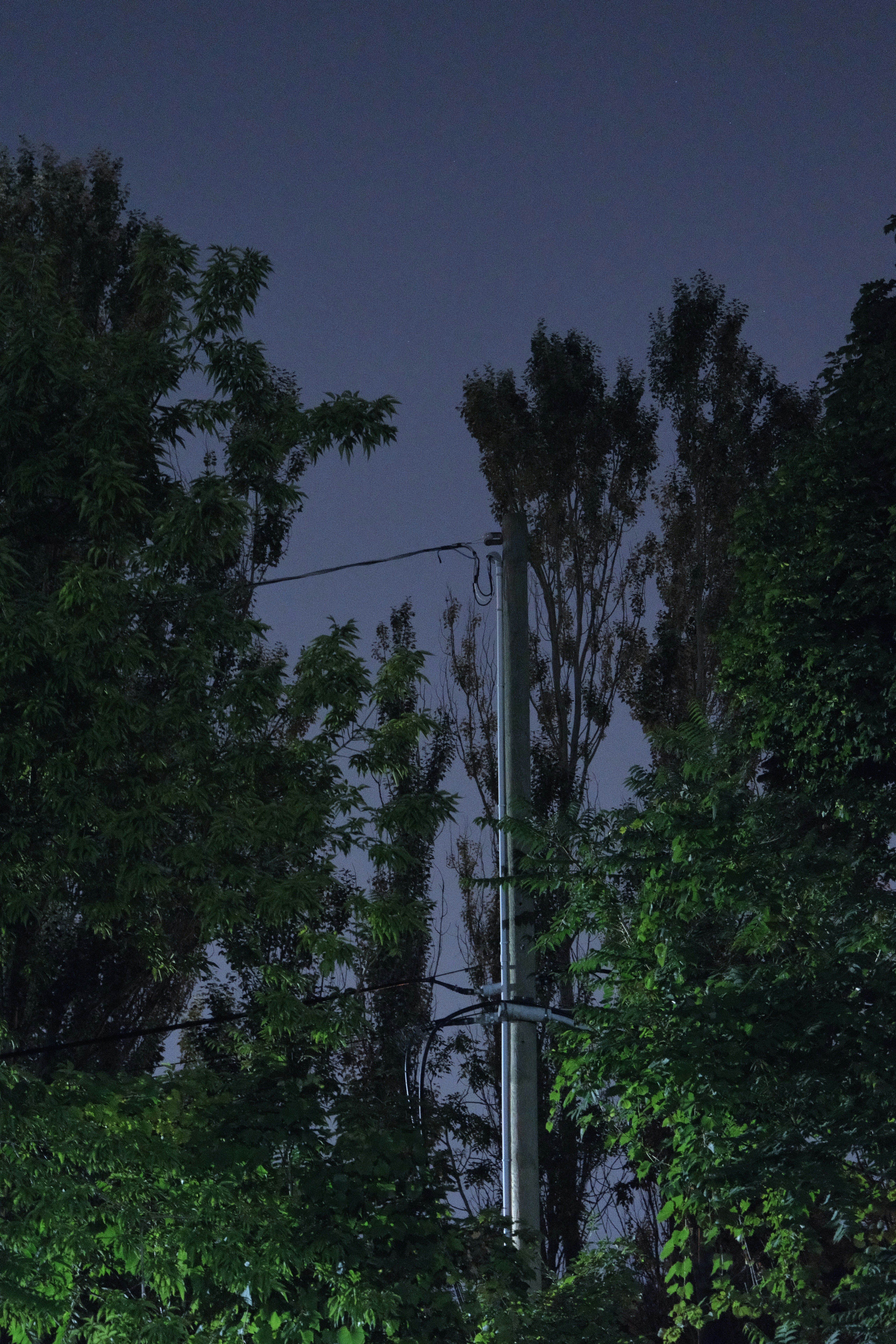 Electric Spine Through Night Trees