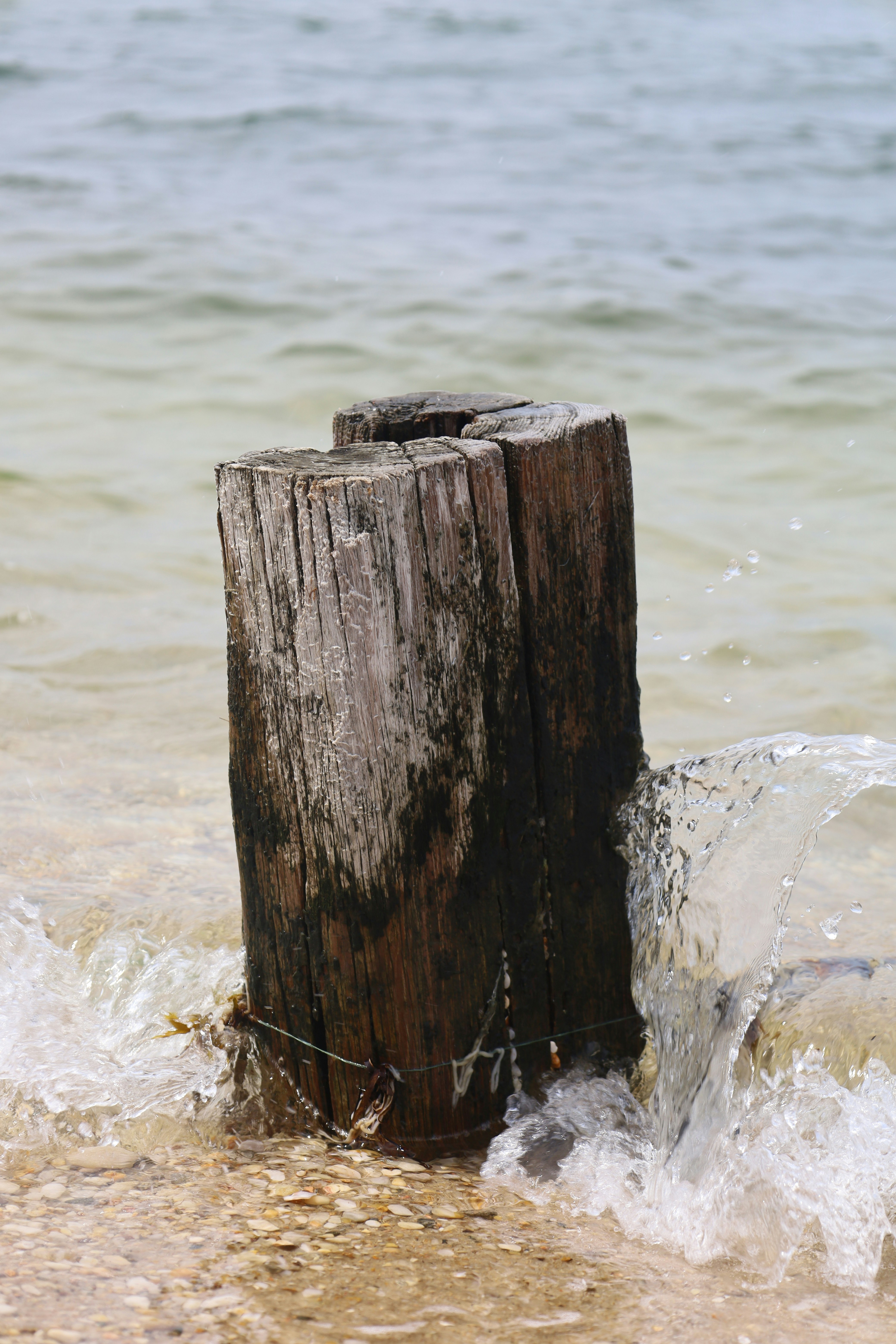 Weathered pier post leaning into tidal wake along sunlit shoreline