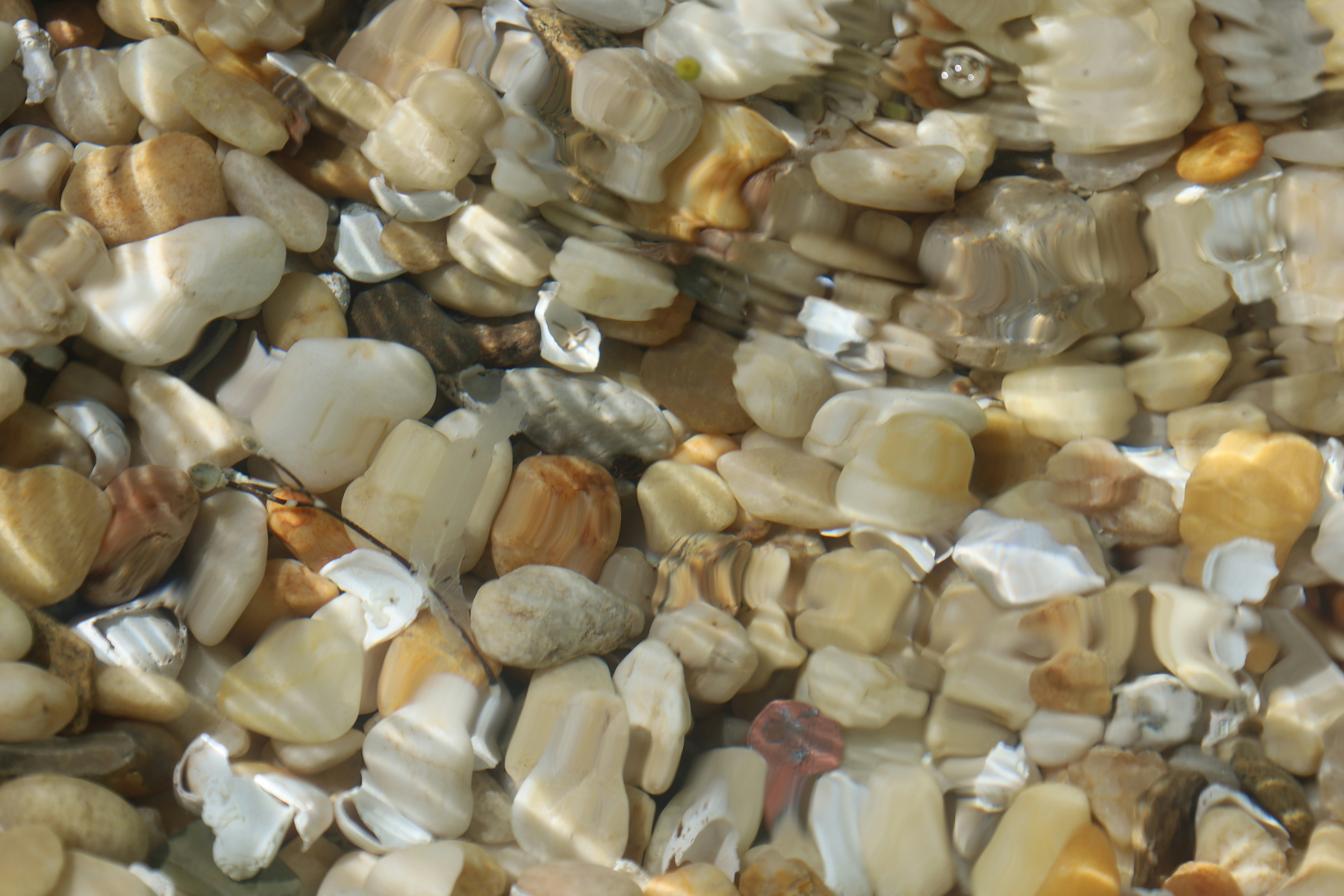 Sunlit Beach Pebbles: a Confetti of Seashells