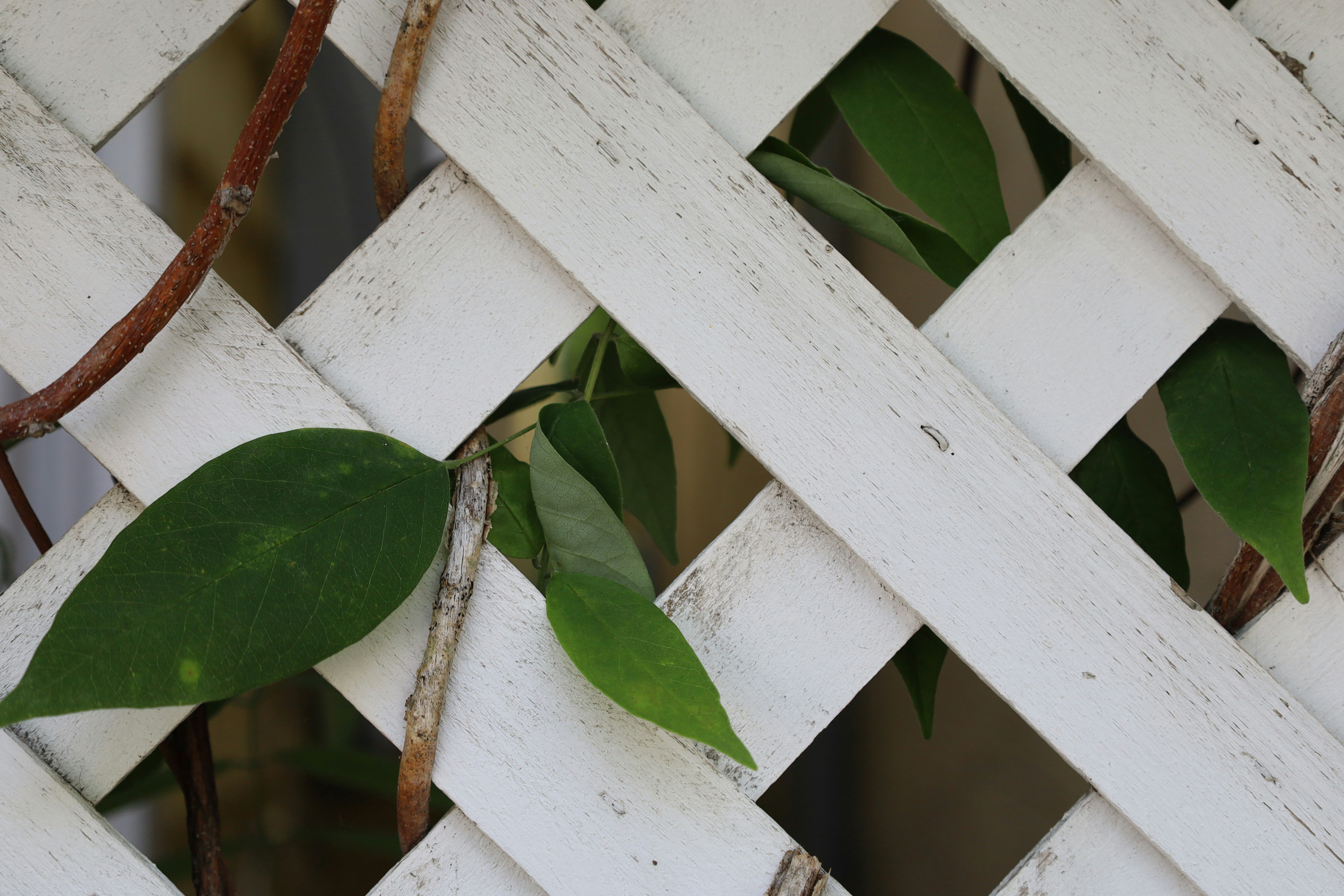Vines and White Lattice: Quiet Geometry in Morning Light