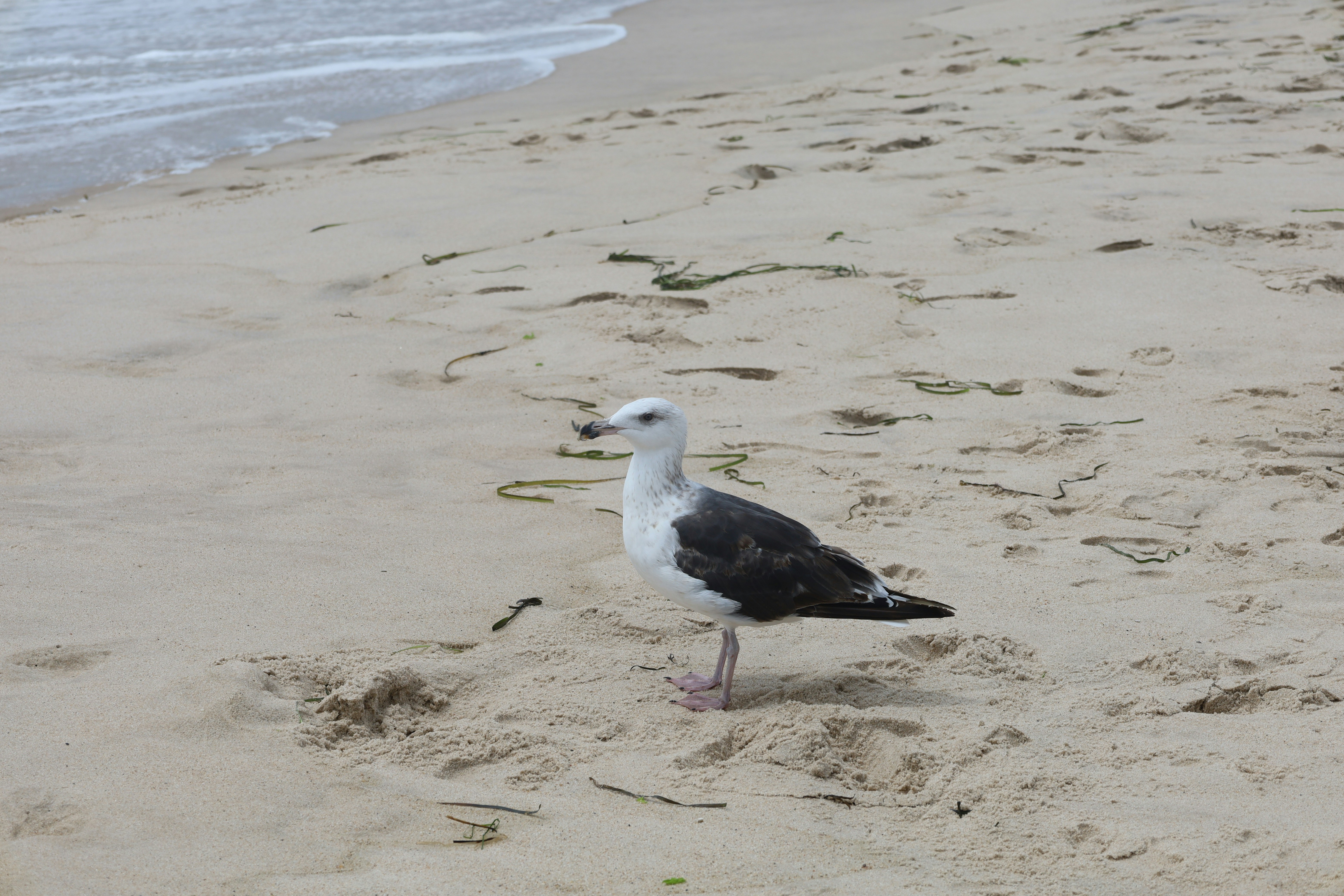 Seaside Gull Stopped at Shoreline Morning