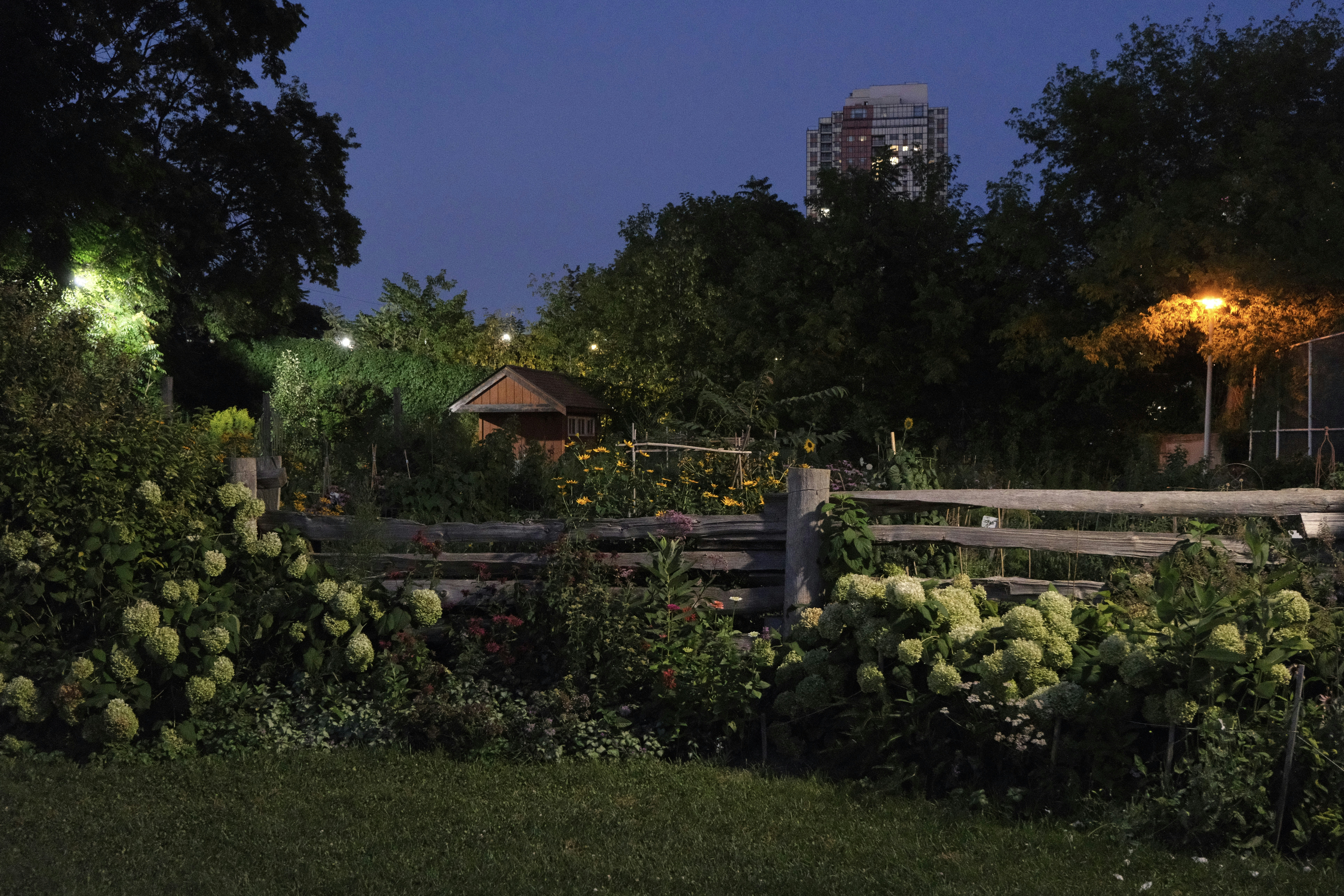 Moonlit Garden by the Fence