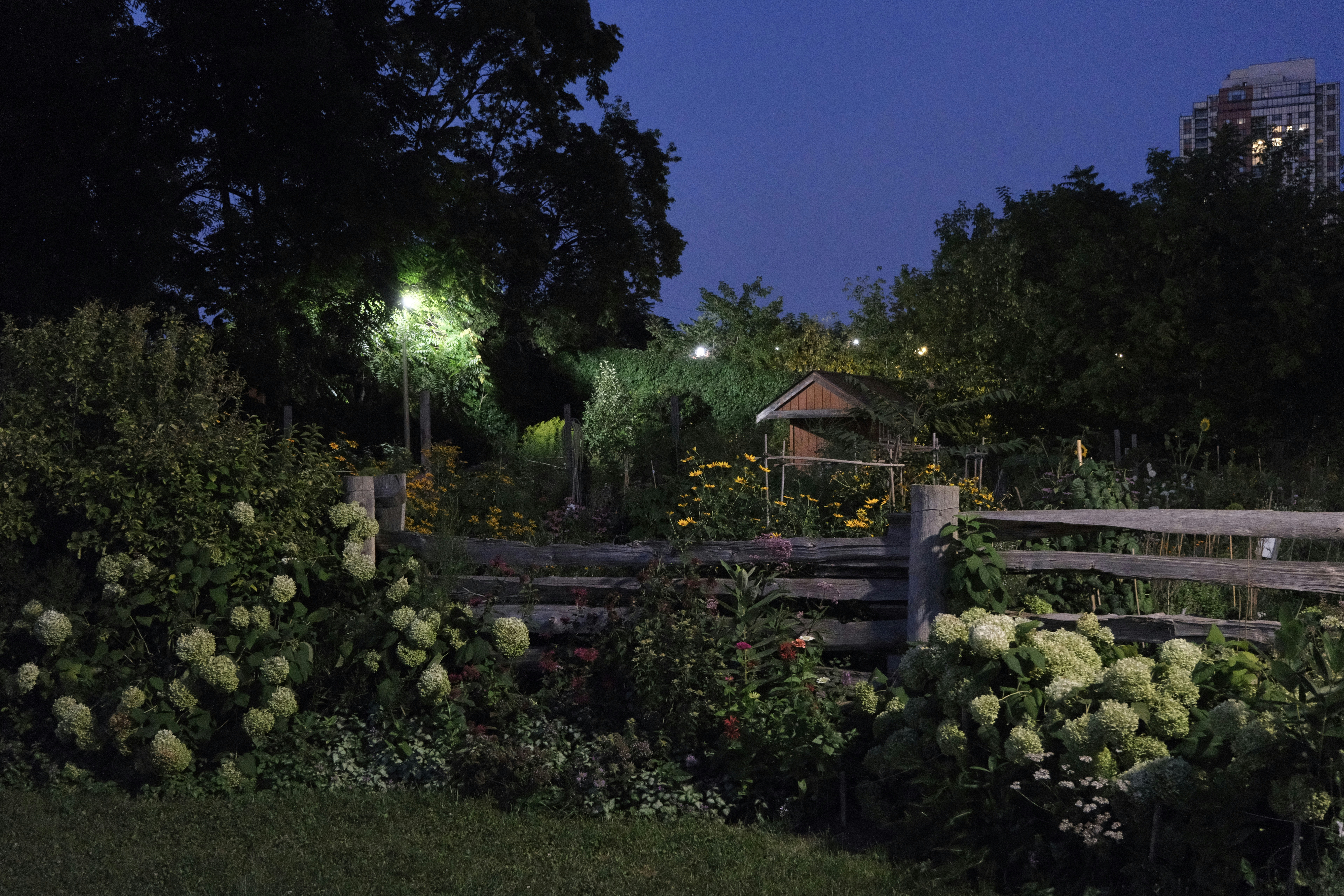 Moonlit Garden Gate: Night Blossoms Under Streetlamp
