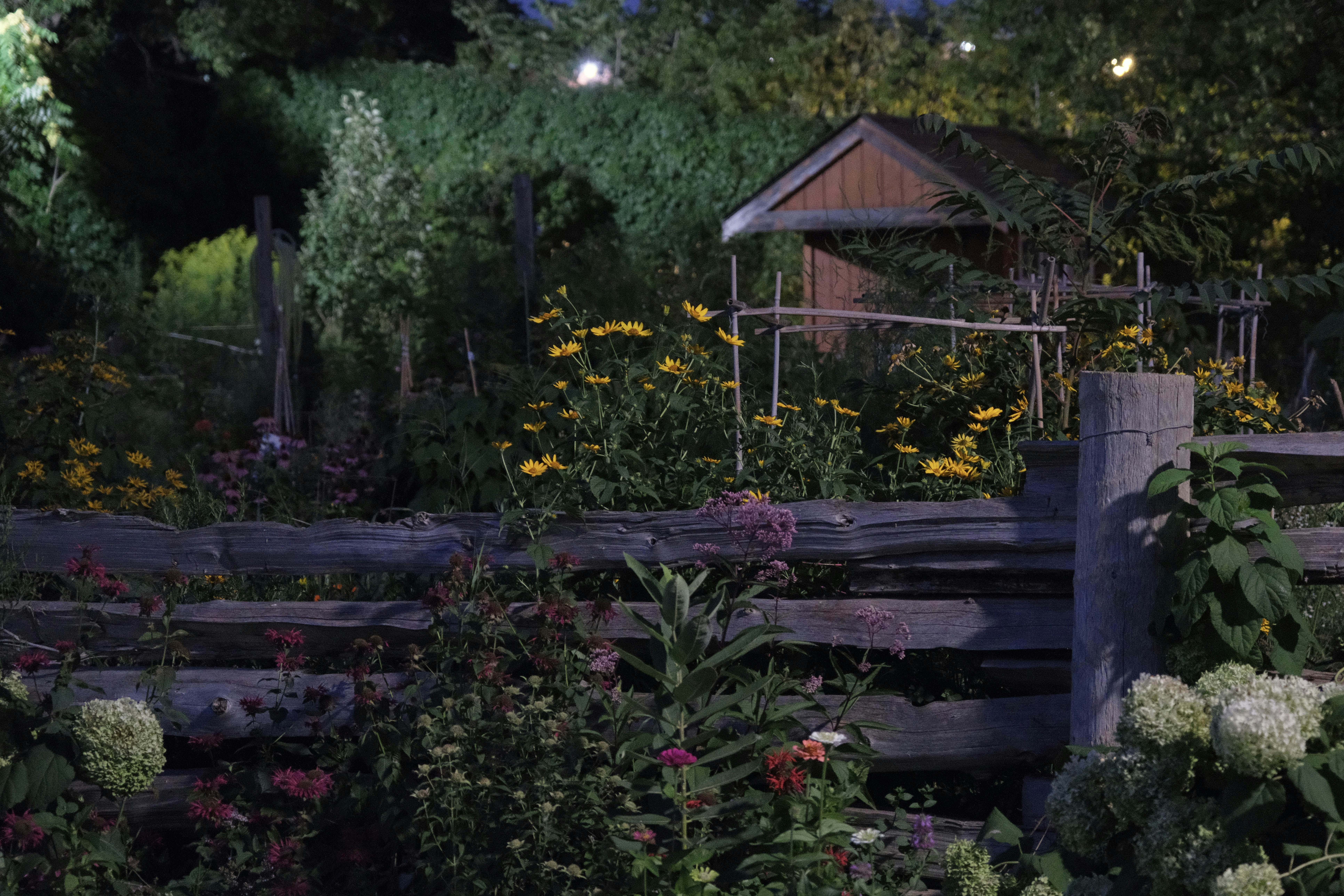 Evening Quiet: A Flower-filled Fence and Cozy Garden Shed