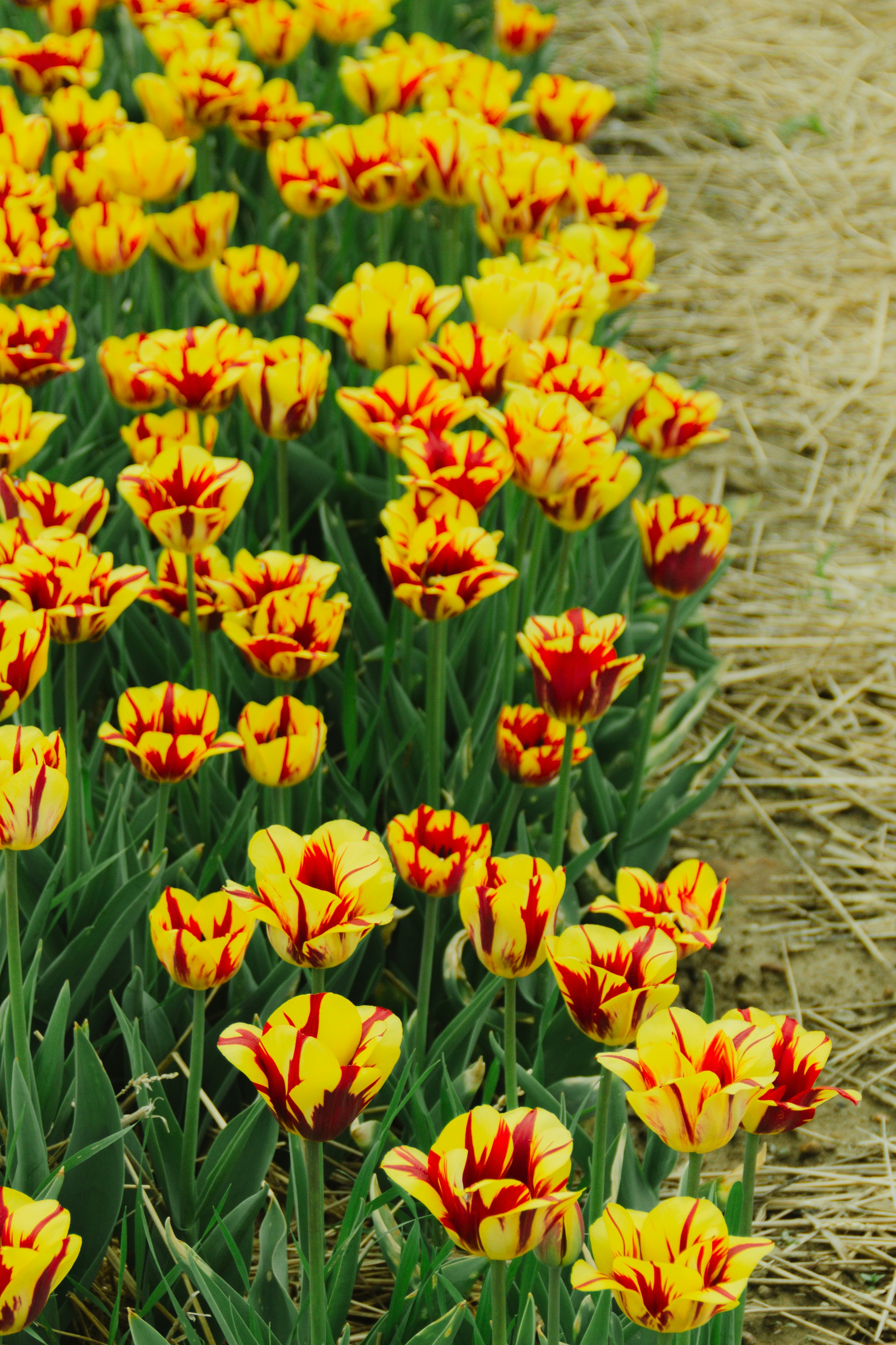 Rows of Fire-and-Butter Tulips: A Field of Yellow and Red
