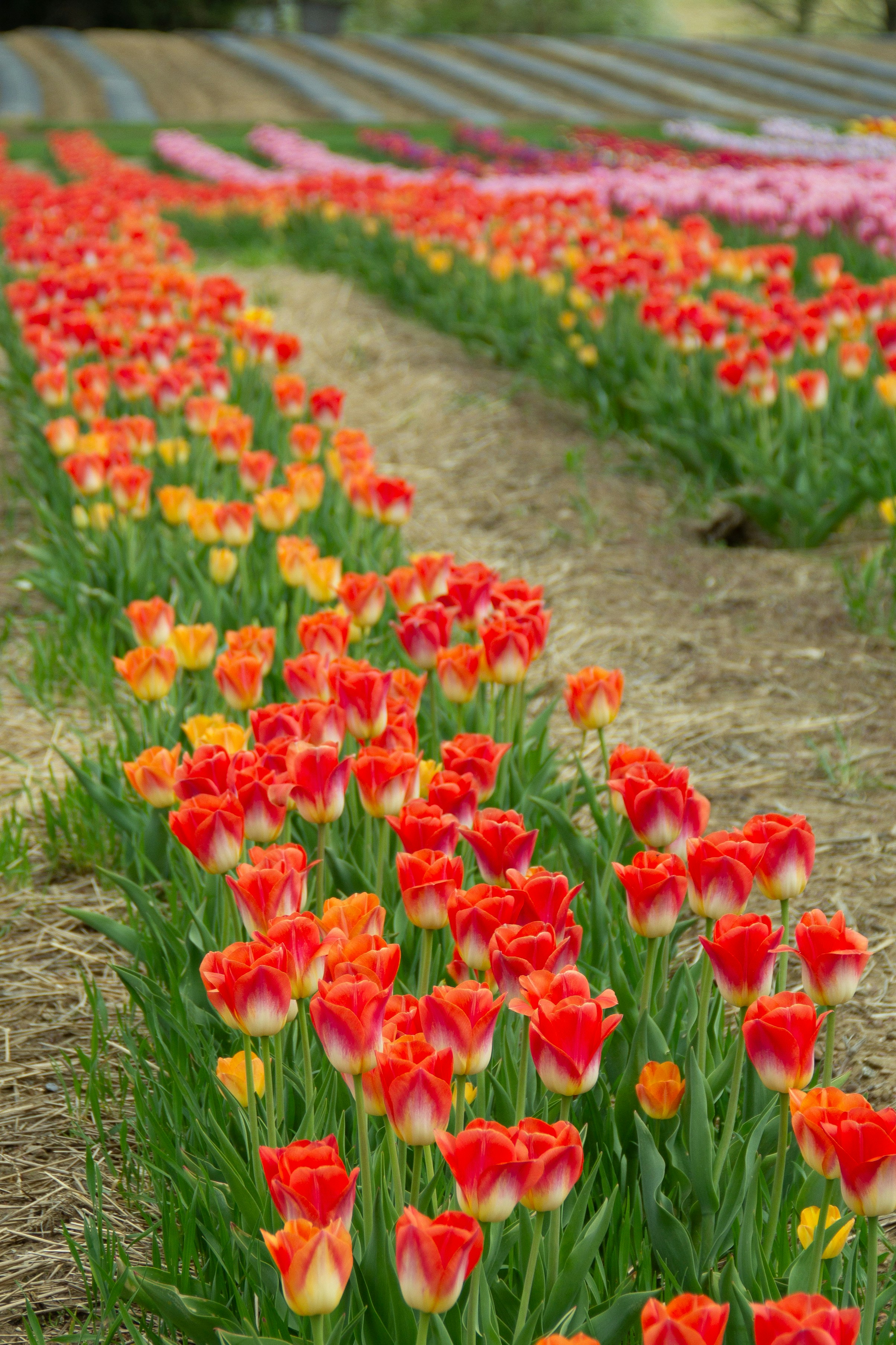 Row of Sunrise Tulips: a vibrant pathway of red and orange blossoms