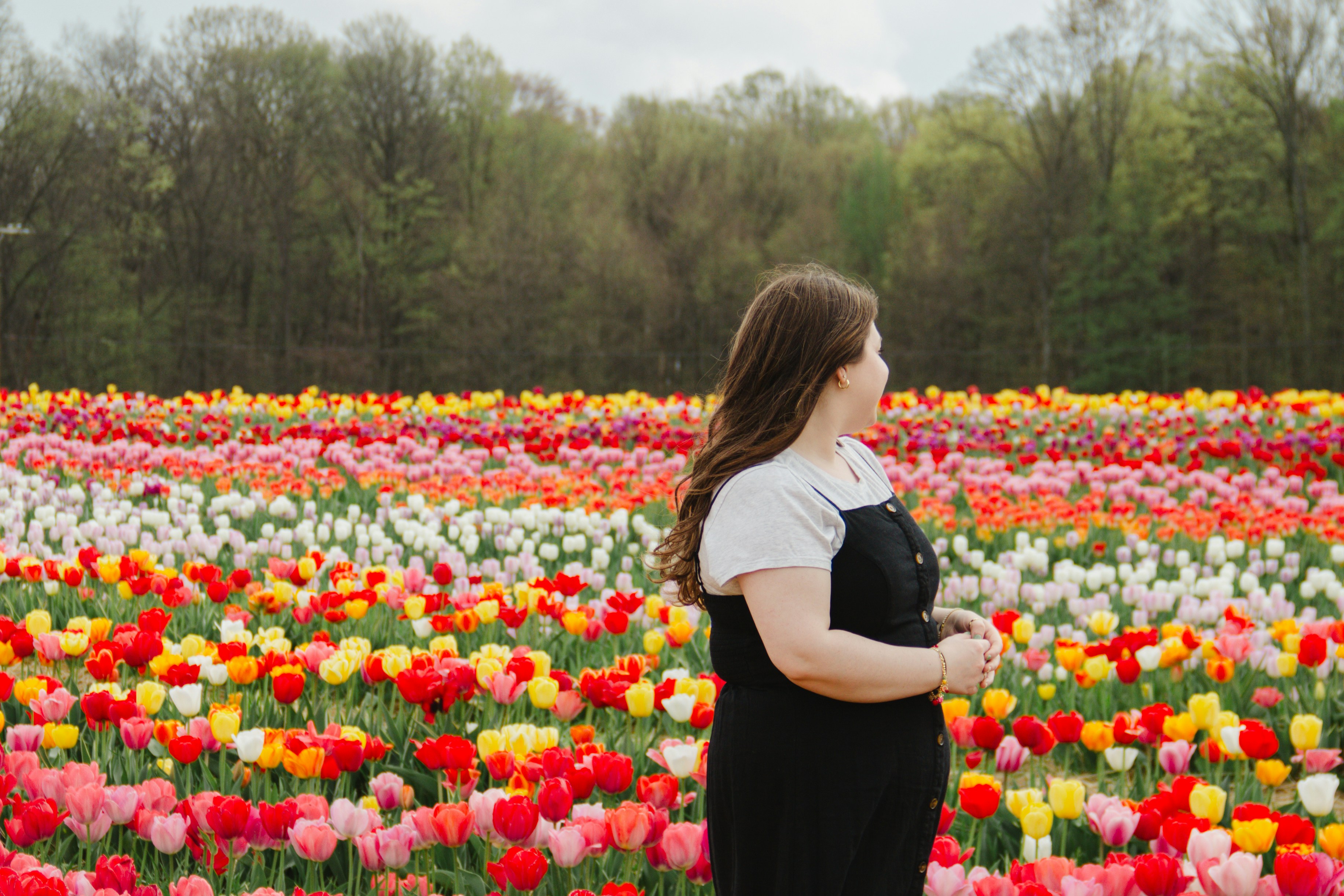 Field of Bloom: A Expectant Moment Amid Riverside Tulips