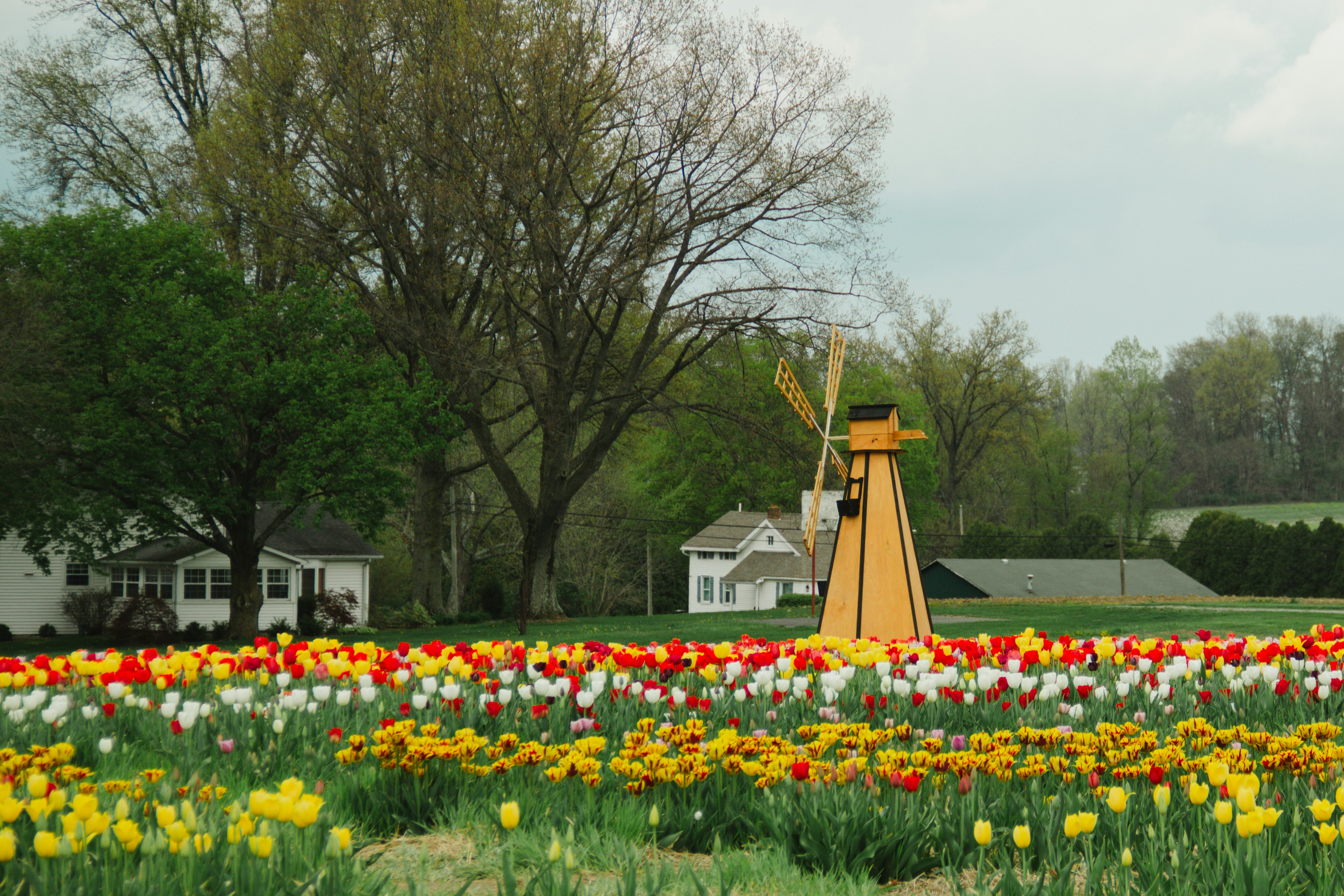 Tulip Field and Windmill Vista