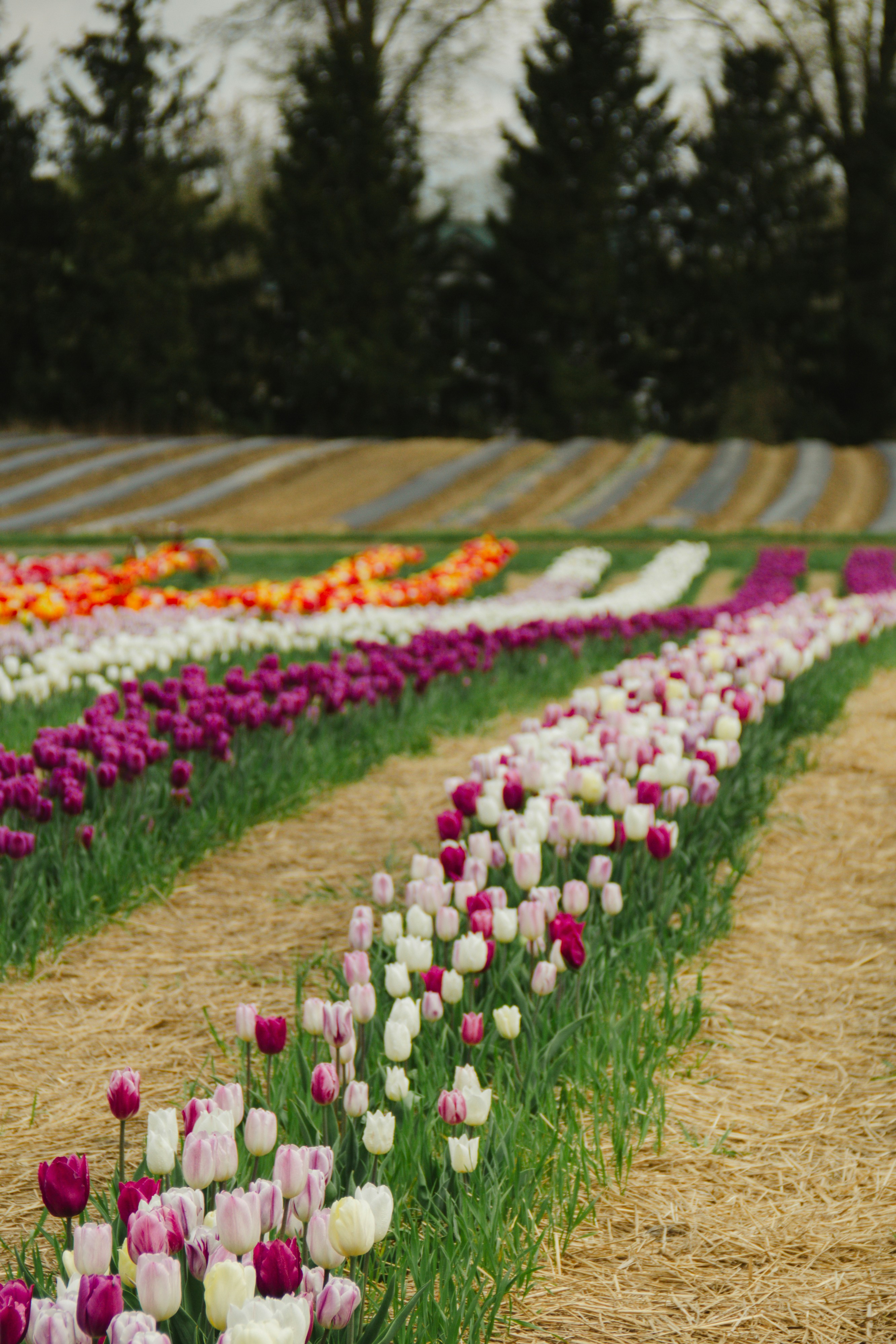 Fields of Color: Tulips in a Golden Row Journey