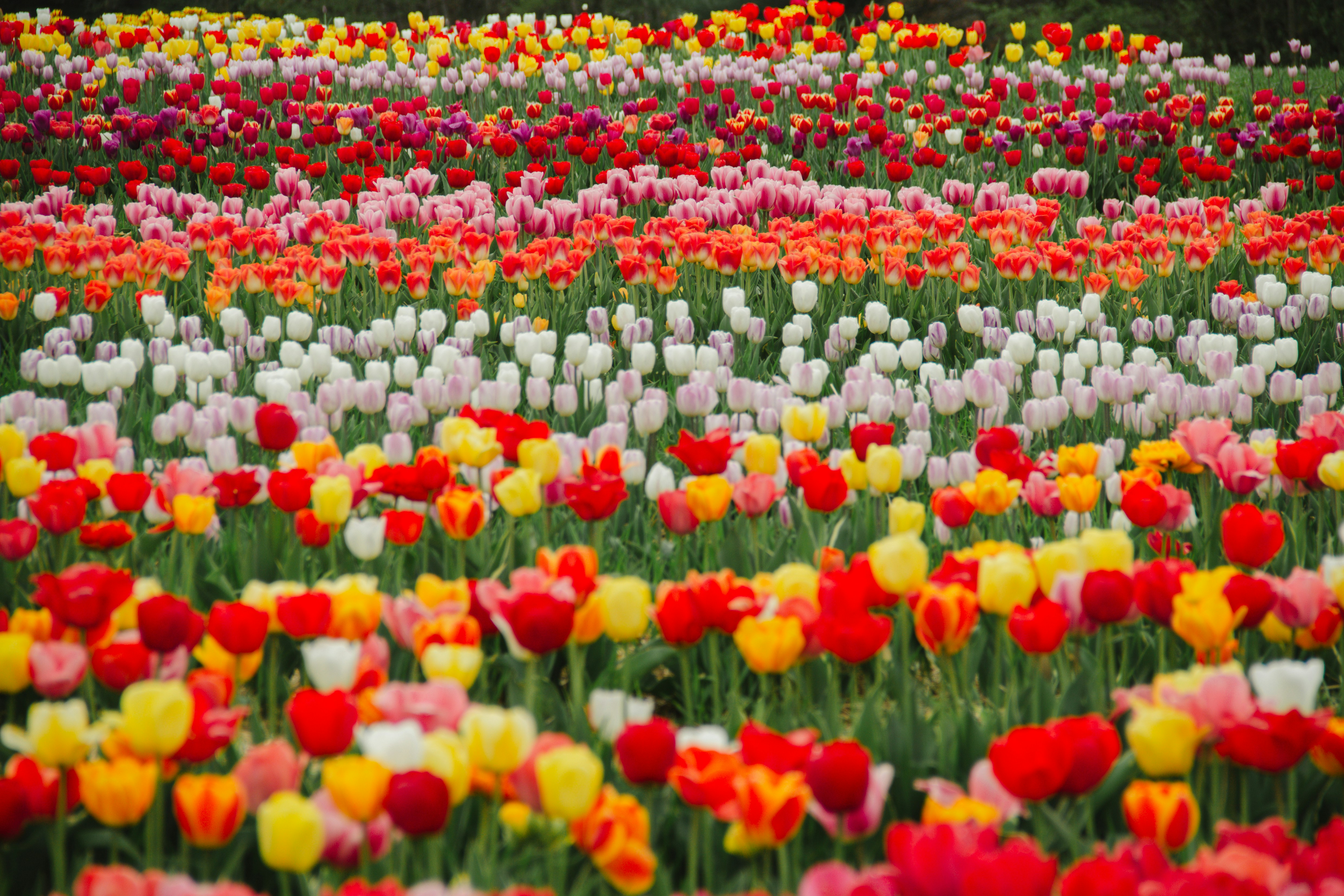 A Sea of Tulips: Vivid Rows in a Spring Field