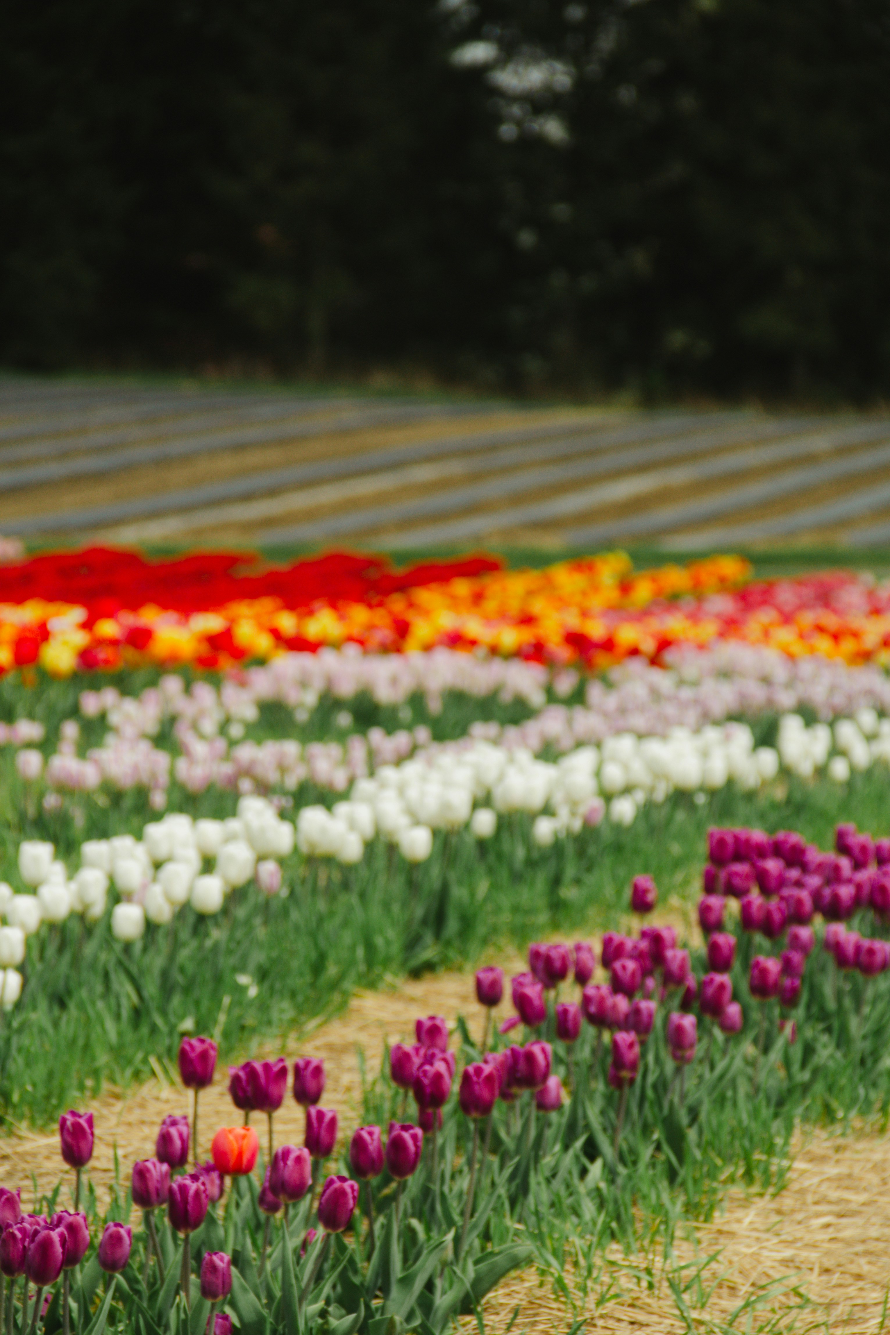 Tulip Row Symphony: A Field of Color Reaching Toward the Distant Dappled Forest
