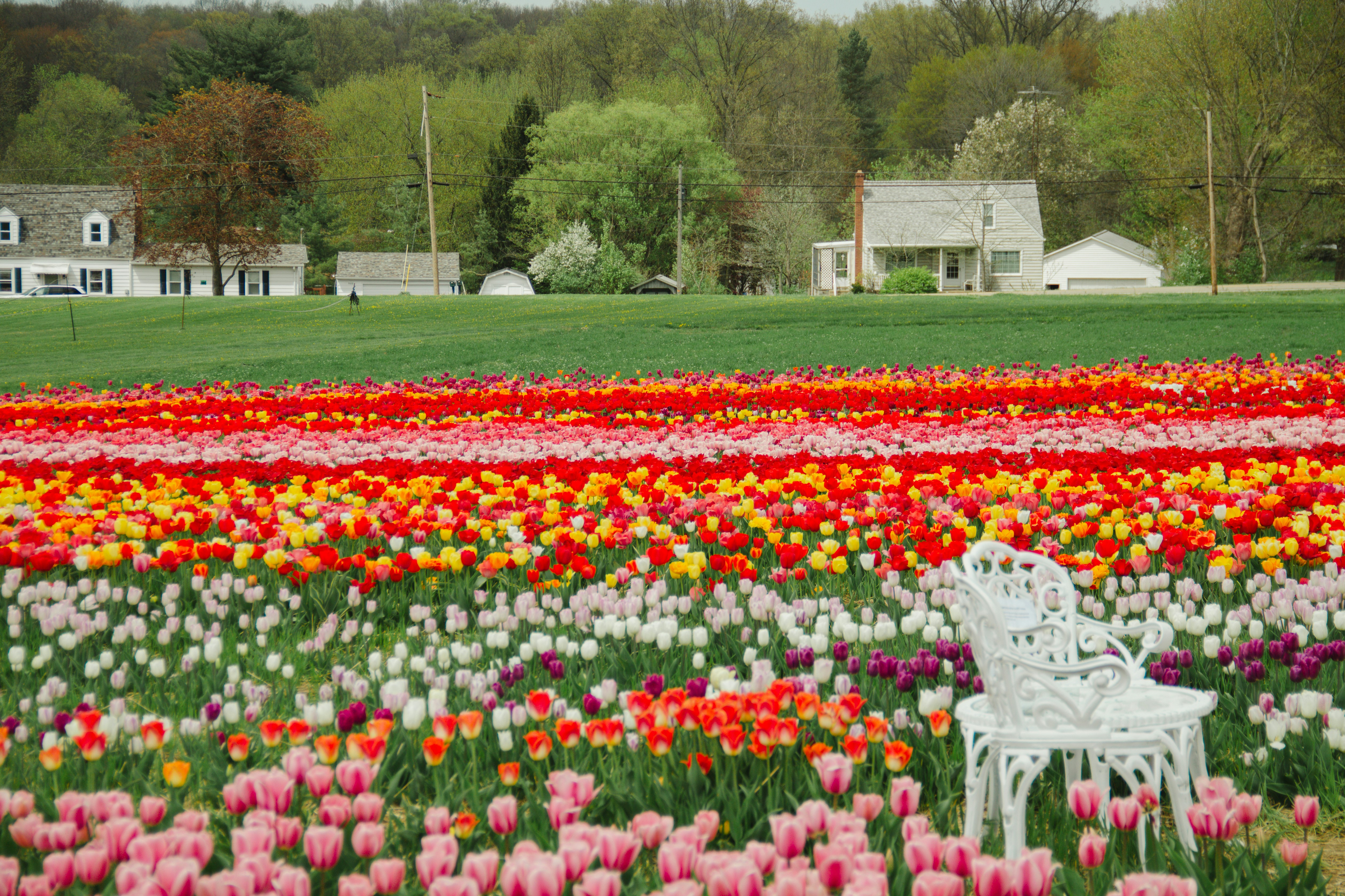 A Garden of Tulips and Quiet Farmland