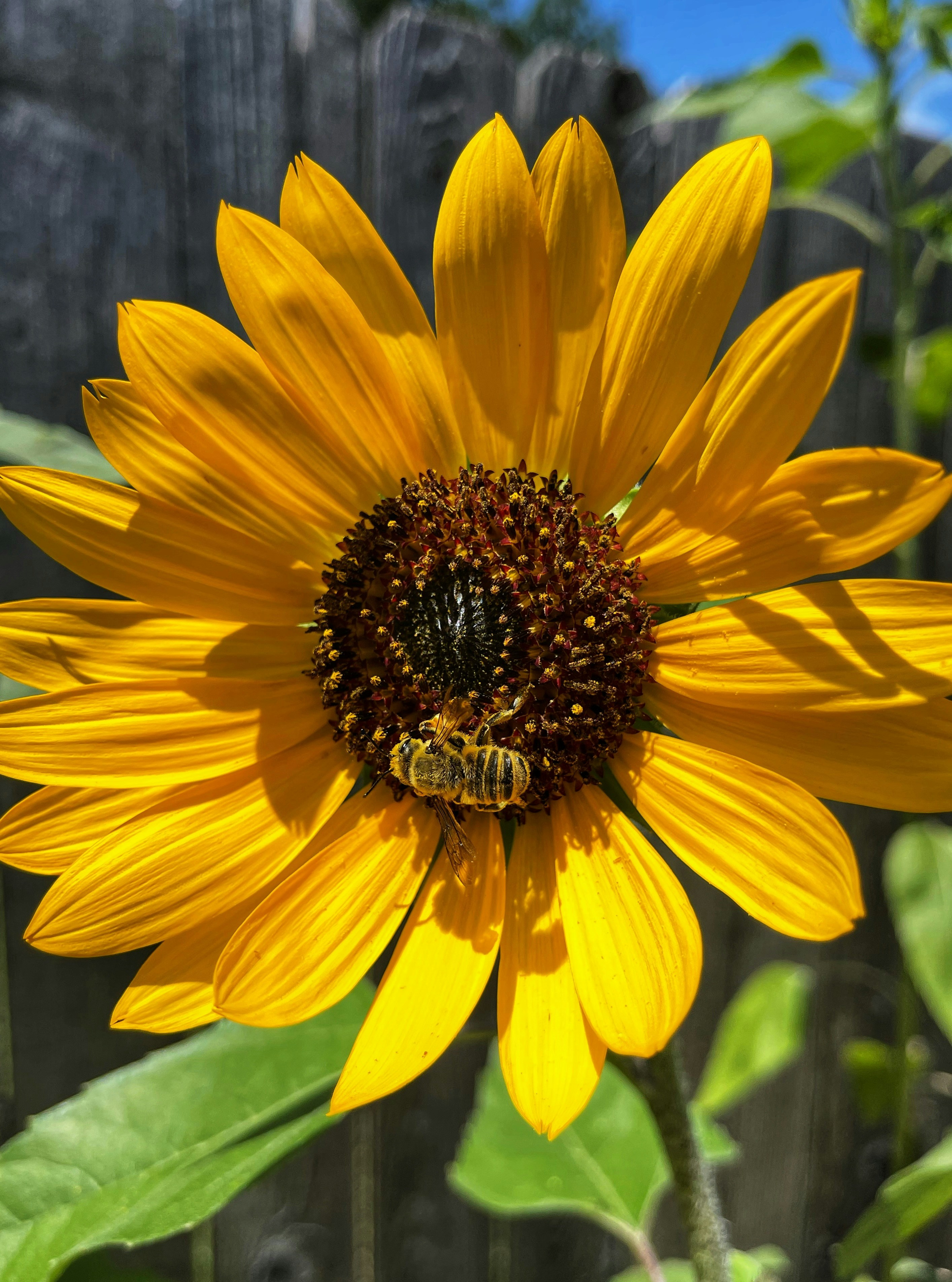 Sunlit Helianthus: A bee's careful pause at the bright center