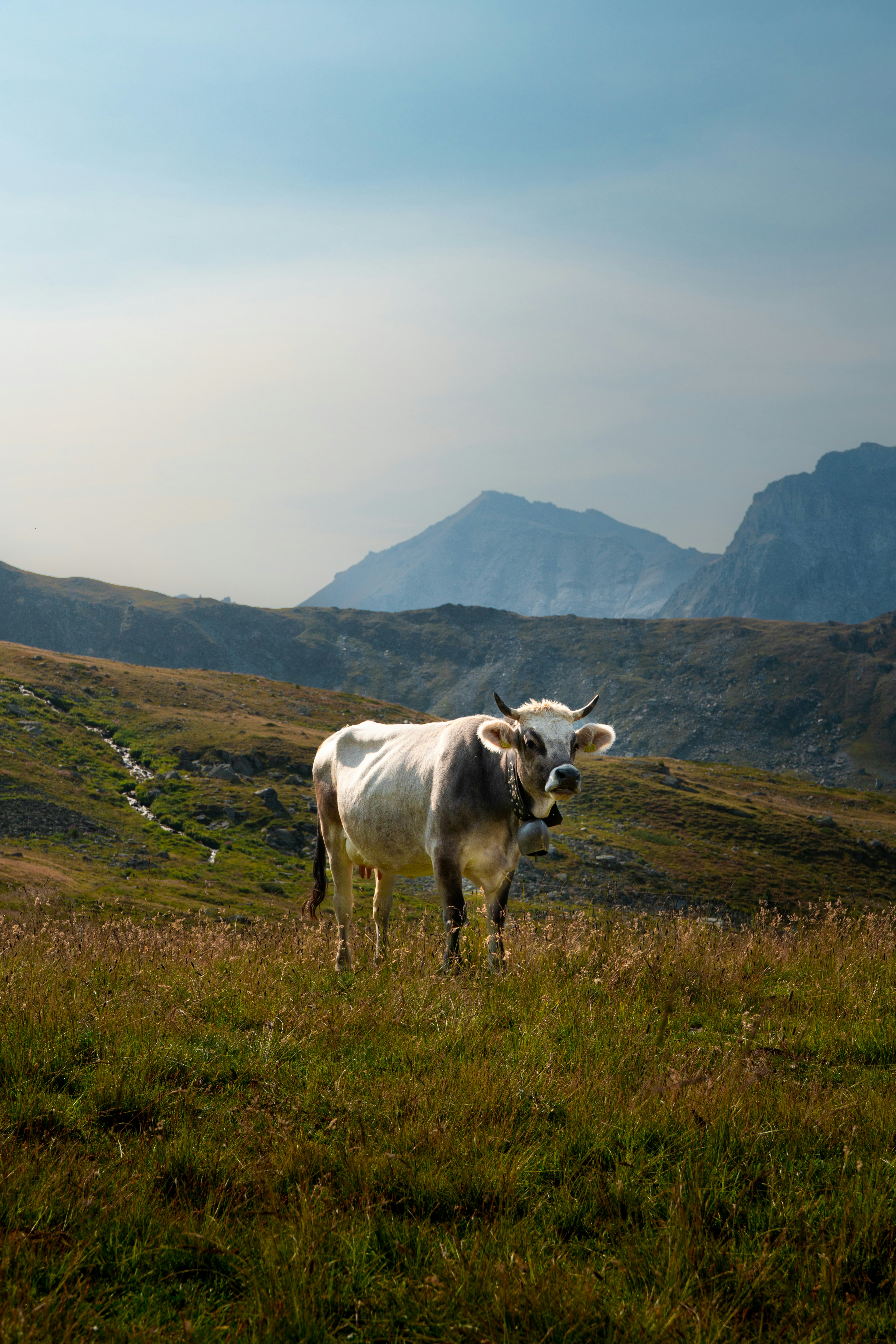 Pasture Sentinel: A Highland Cow Stands Against Rolling Dales