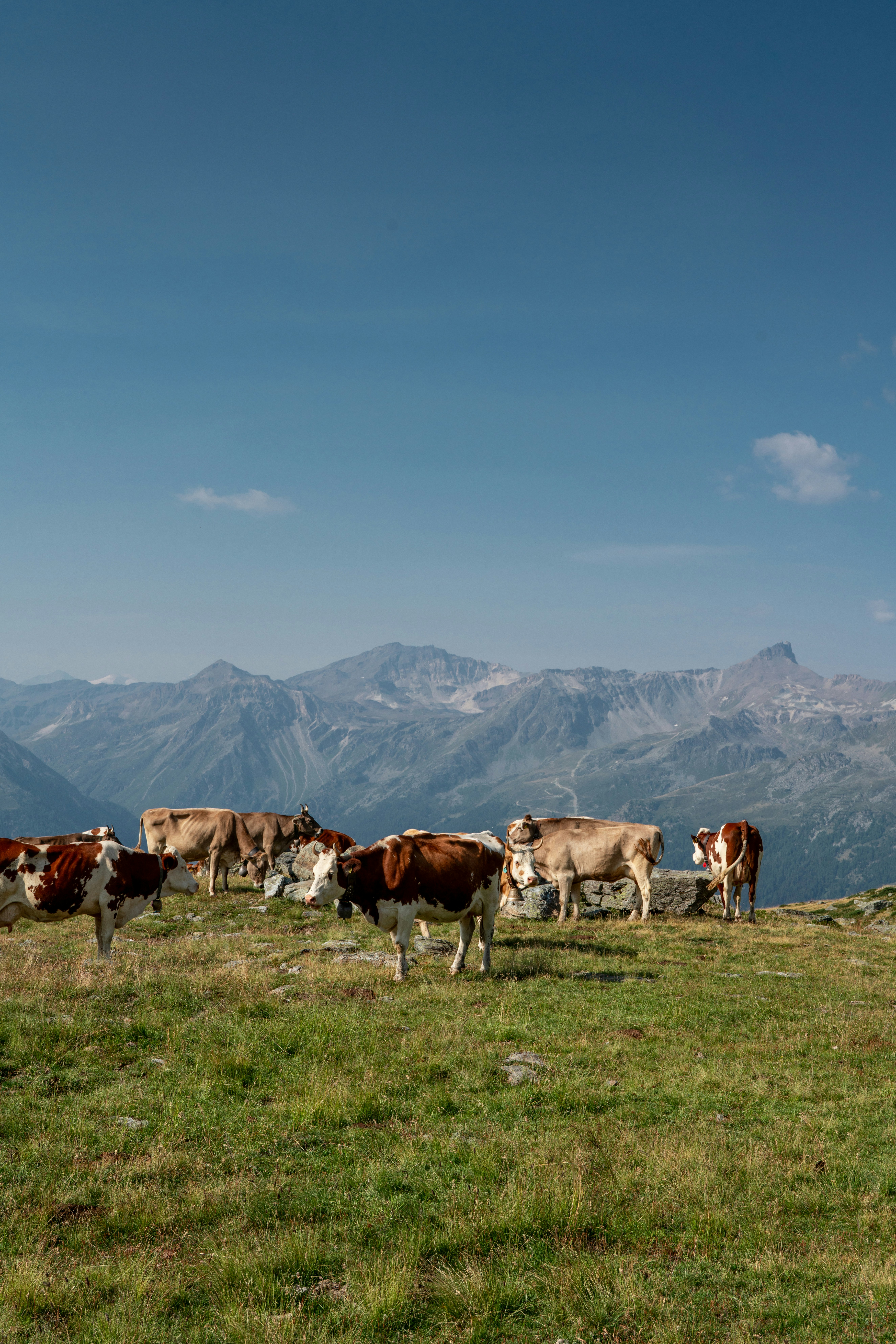 Pasture under a Soaring Mountain Range