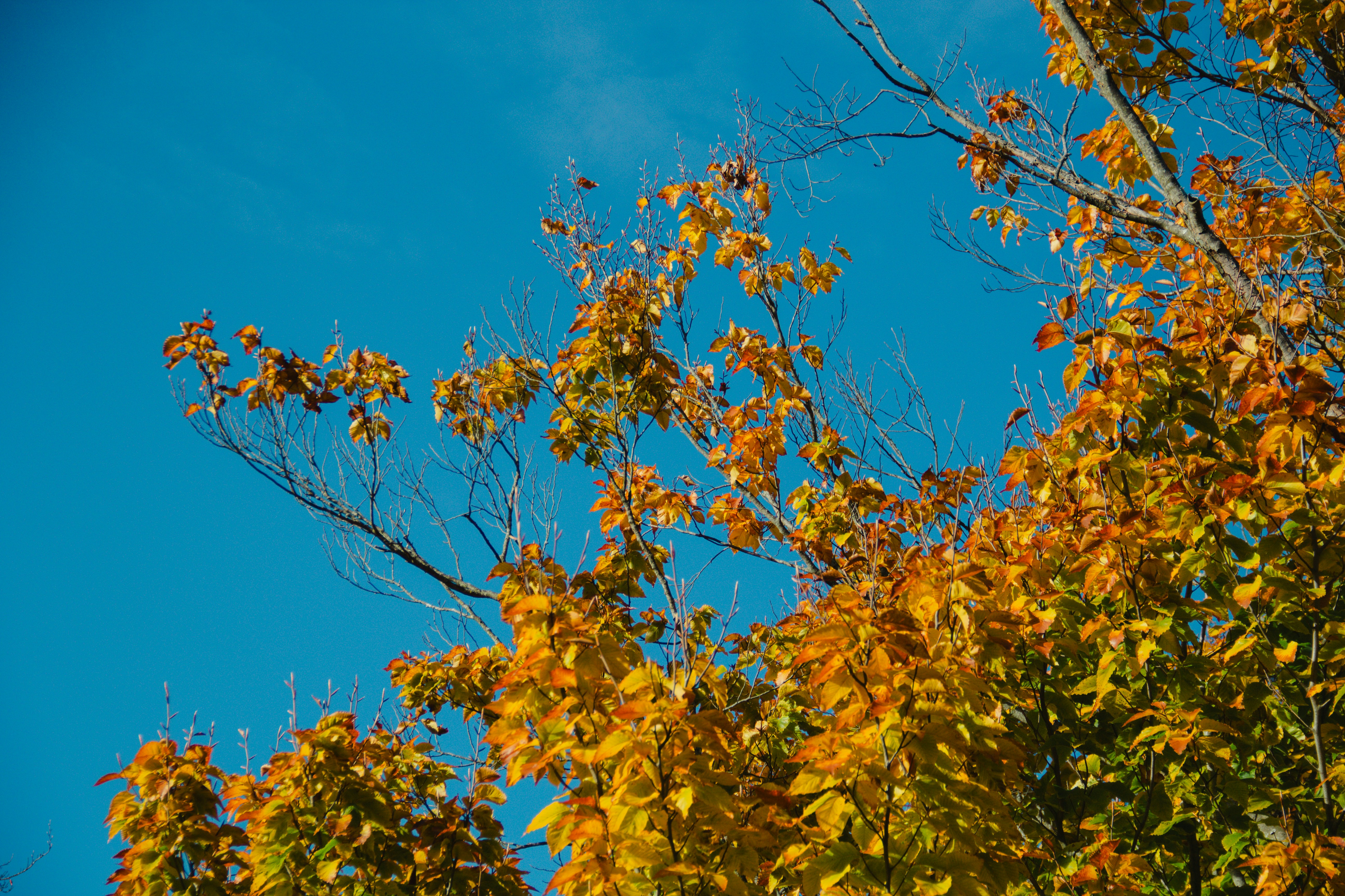 Autumn Canopy Under a Clear Sky