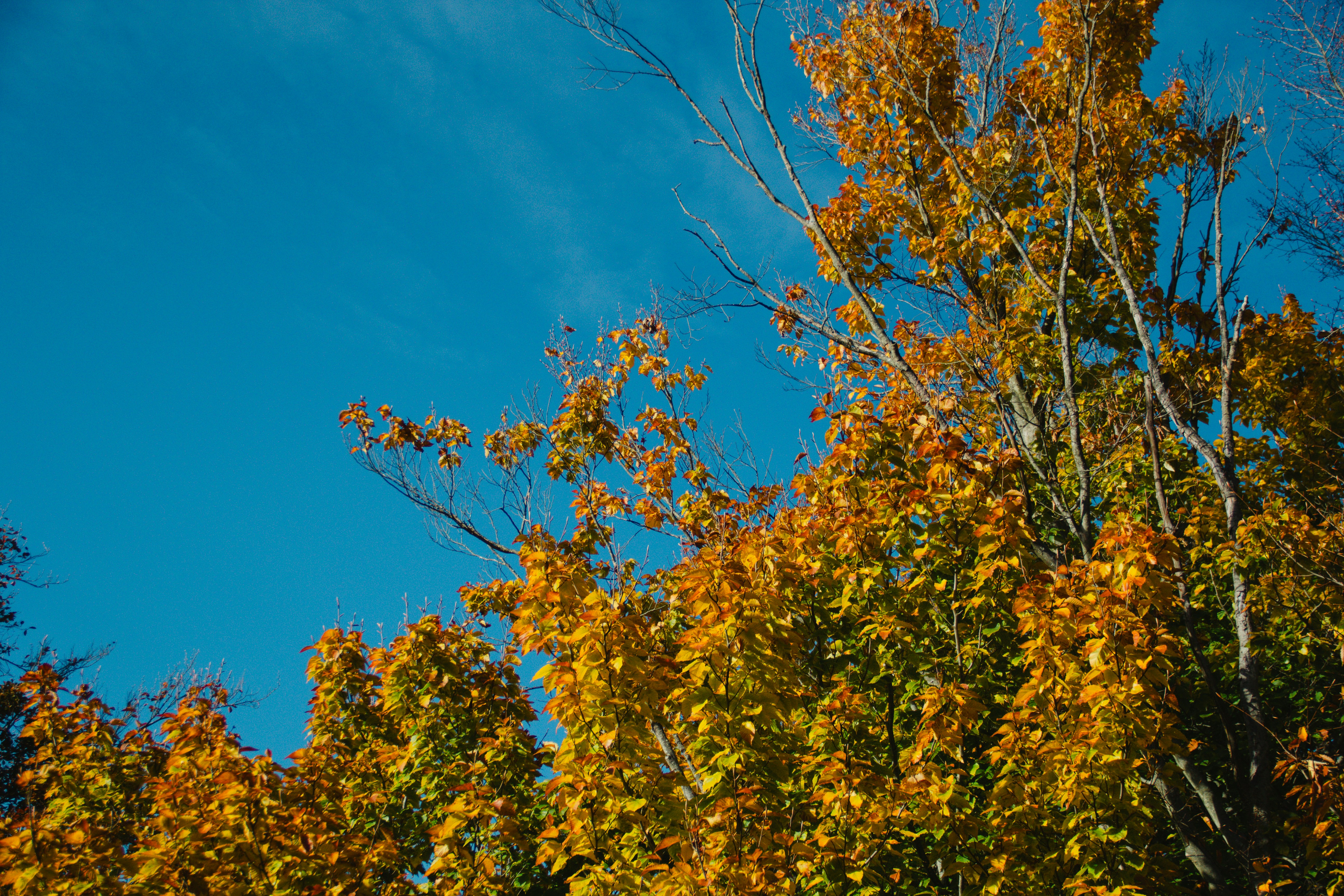 Golden Canopy Beneath a Pristine Blue Sky