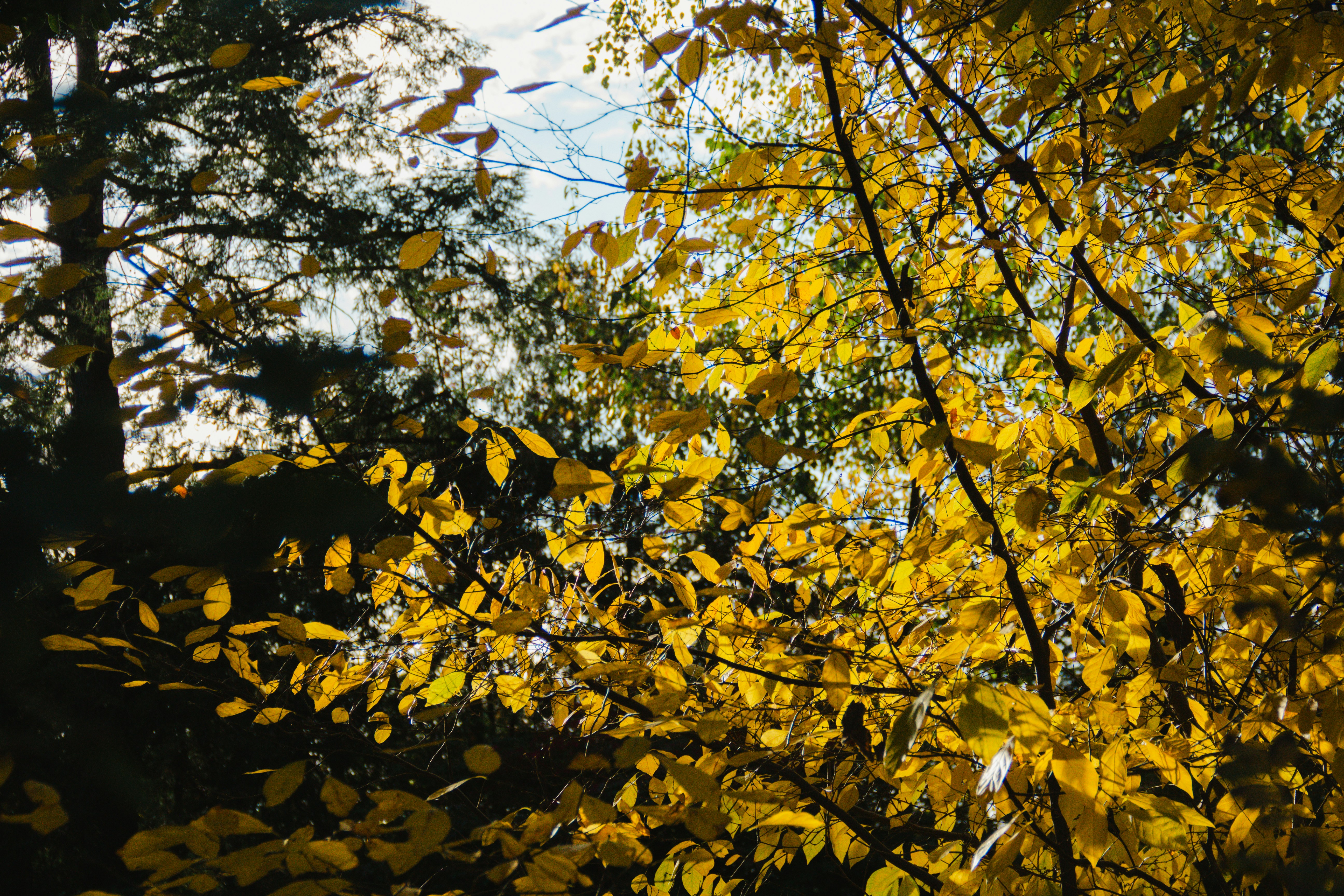 Golden Canopy: Sunlit Leaves Through the Branches