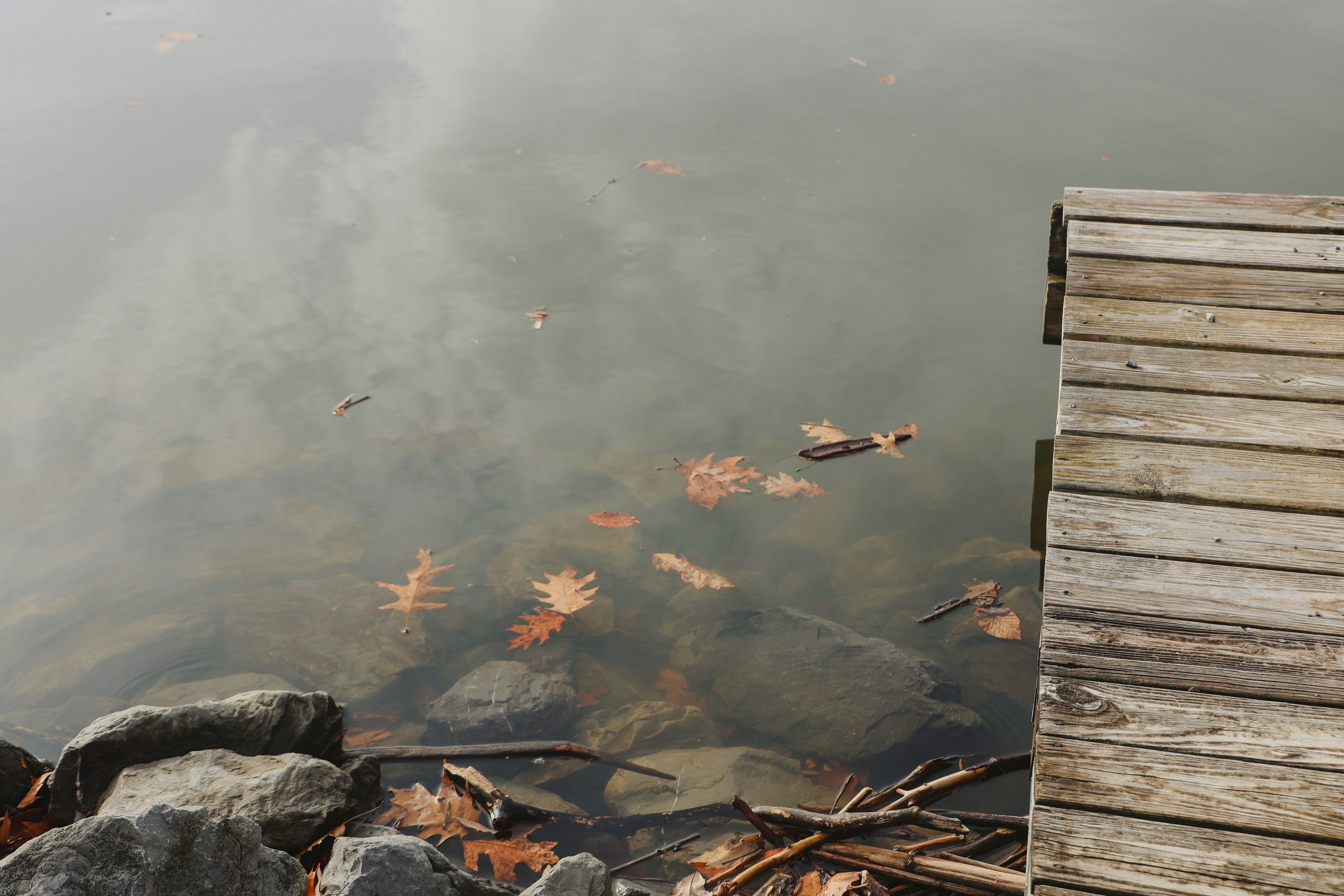 Weathered Dock Edges with Floating Leaves