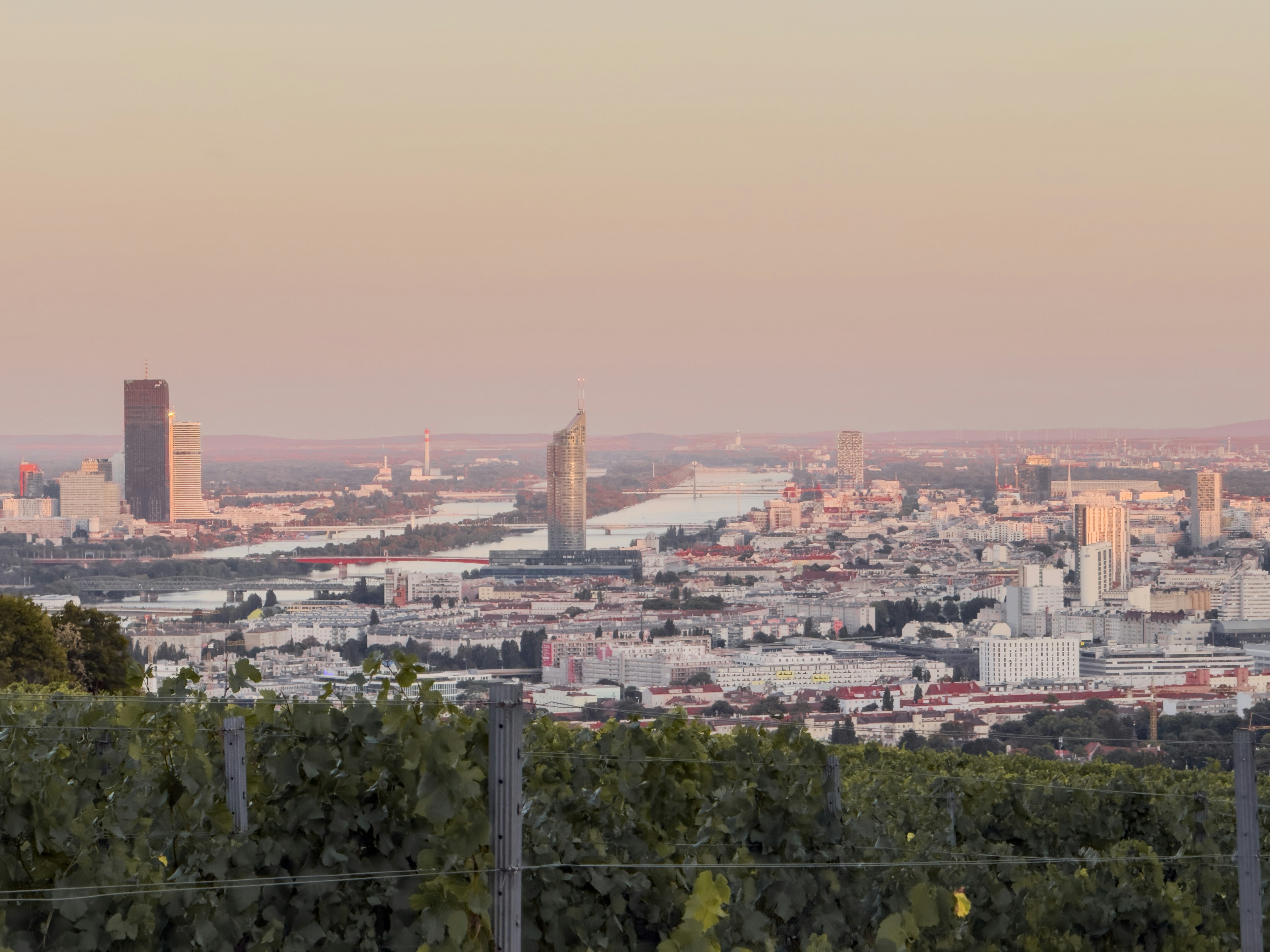 Vineyard Over the City: Evening Light on the Horizon