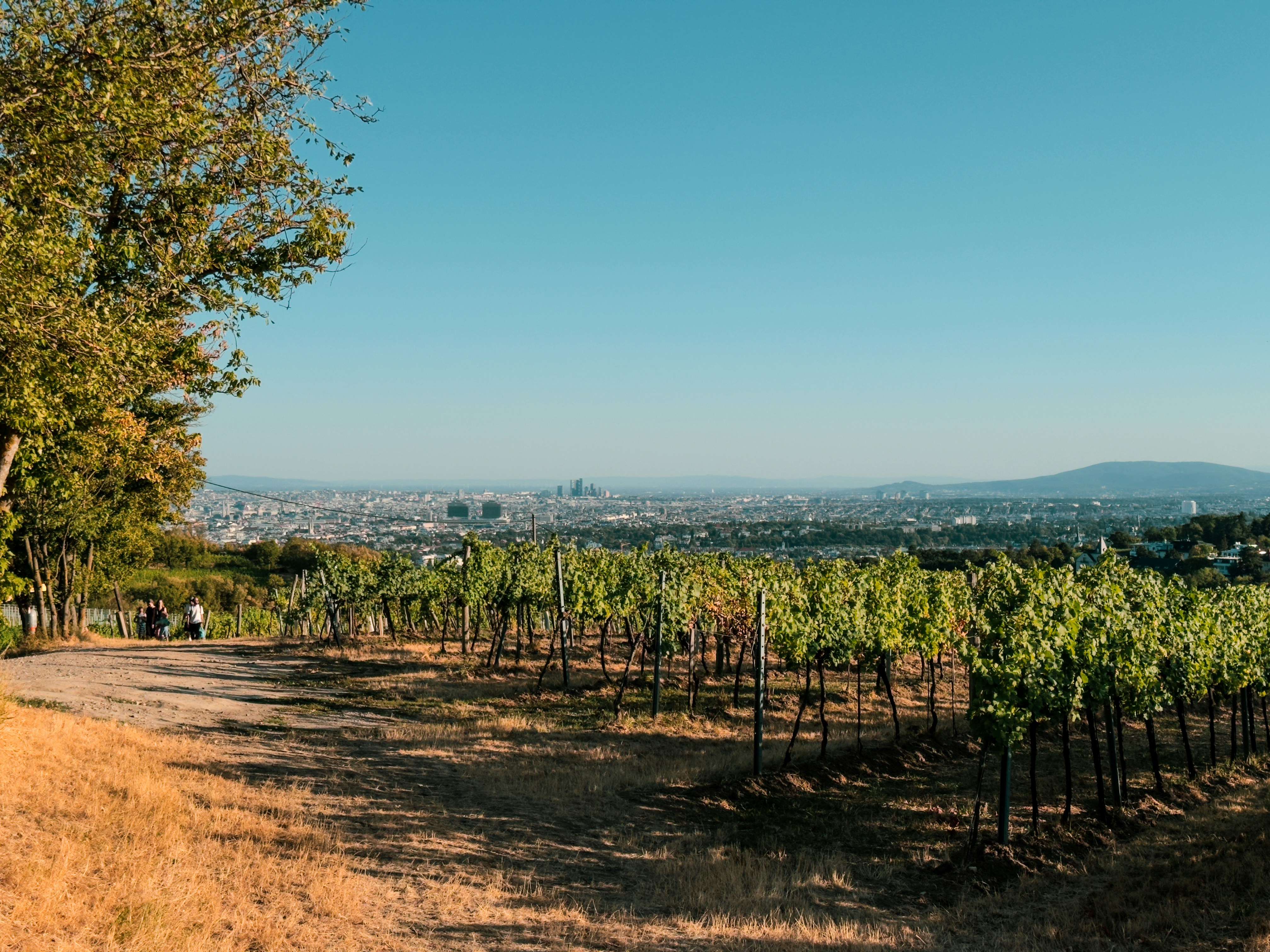 Vineyard Overlook: Rows Toward the Horizon