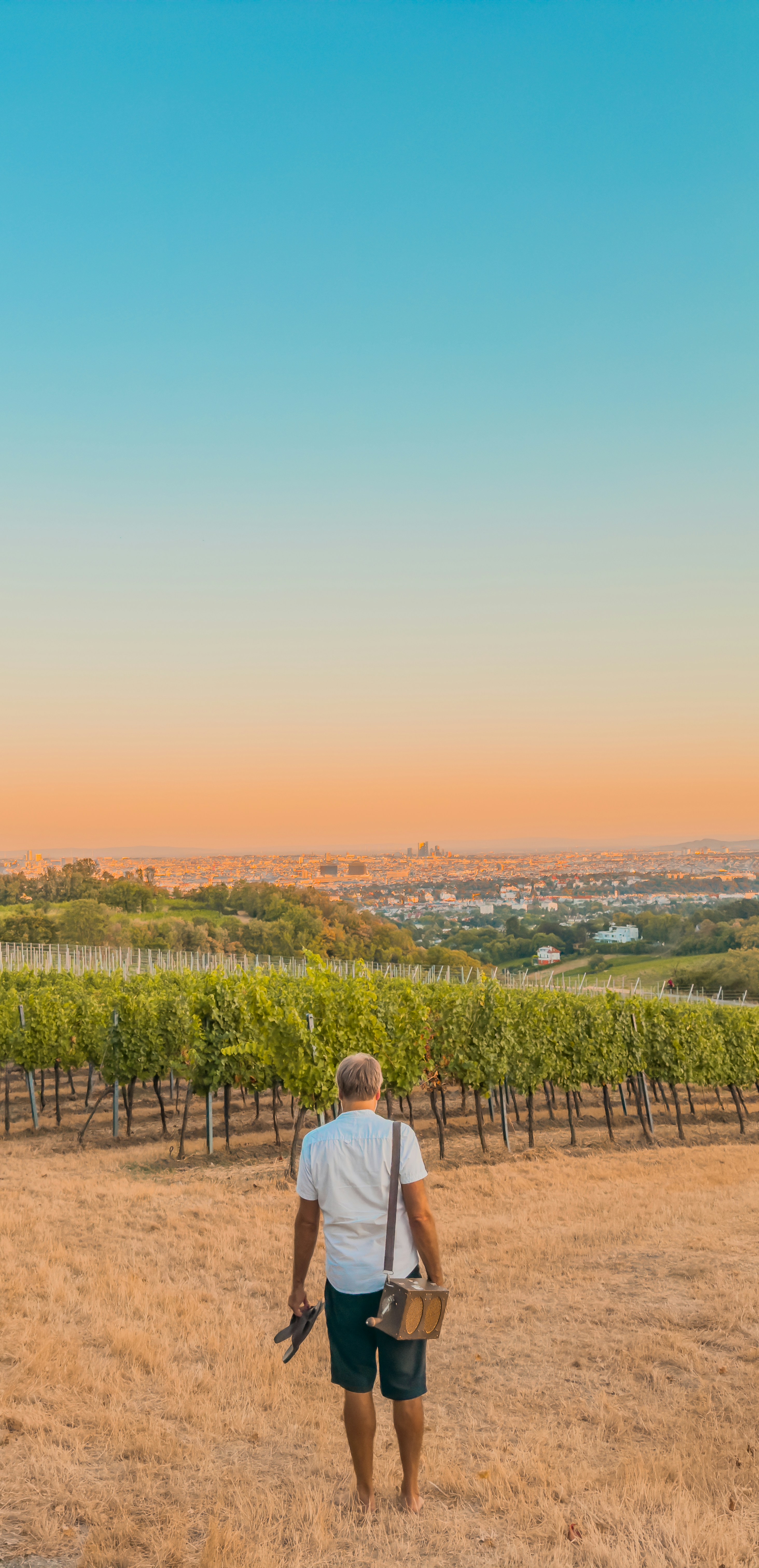 Sunset in the Vineyard: A Wanderer Among Rows