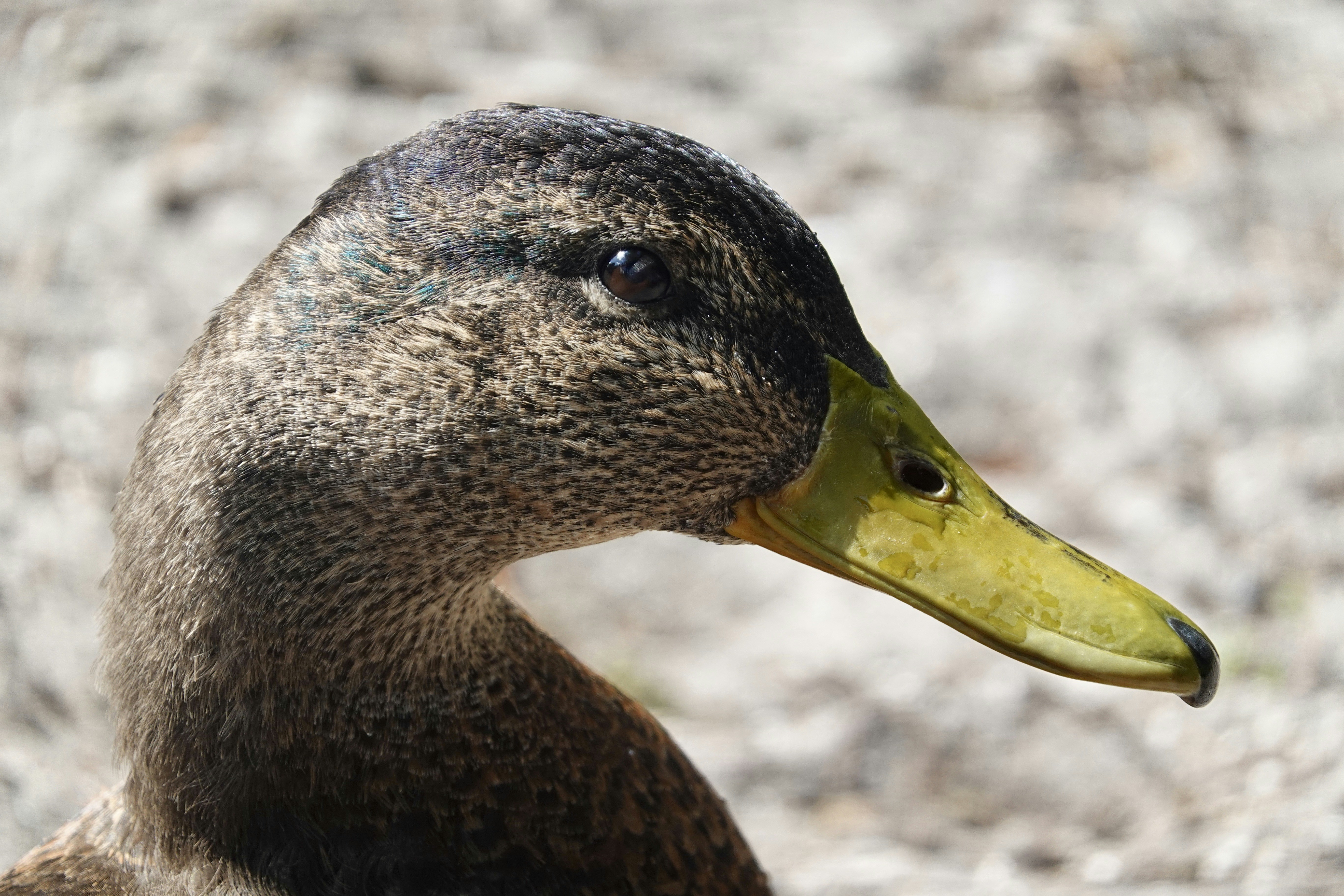 Close-up of a duck: weathered bill and textured plumage in sharp relief
