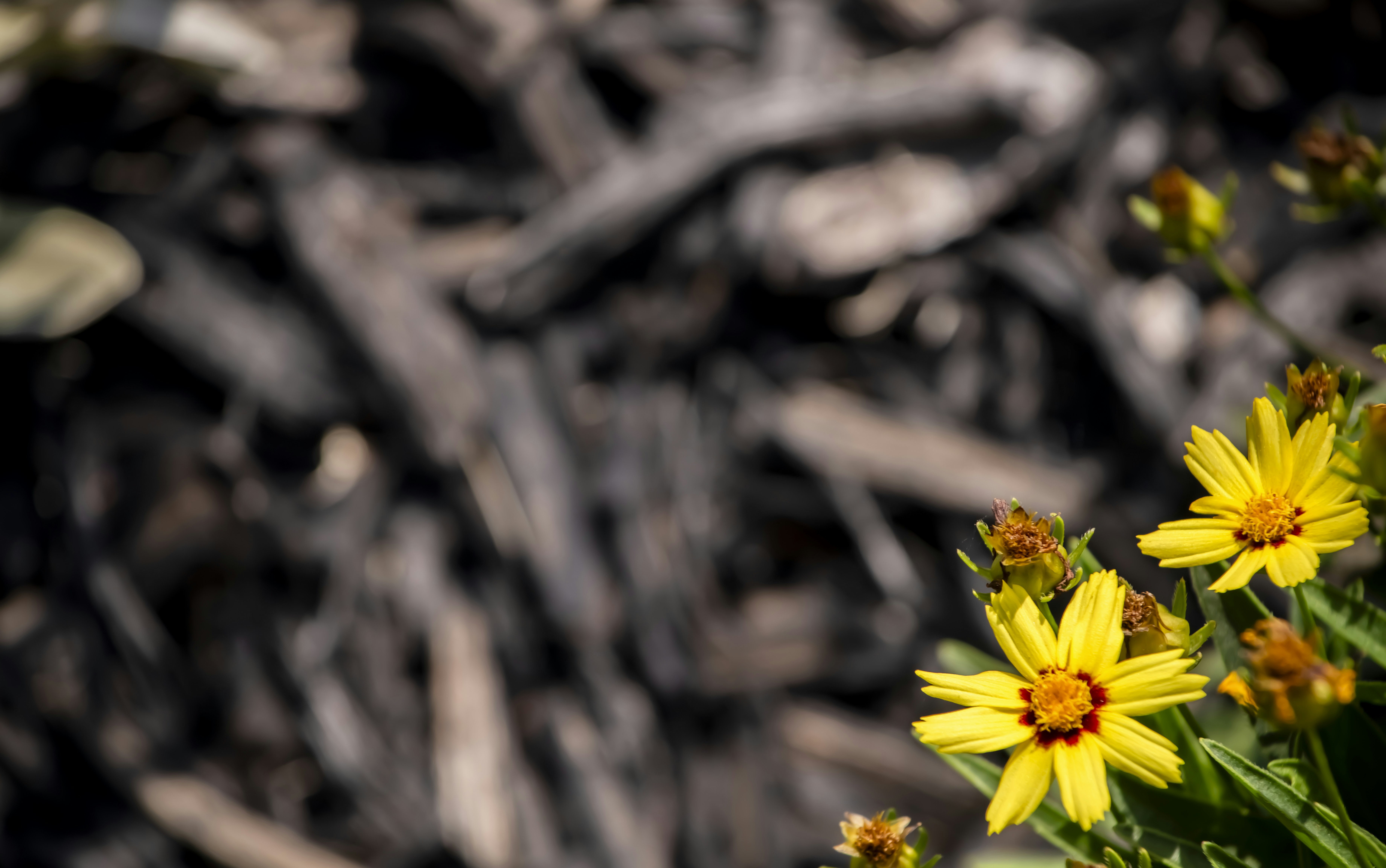 Gold Blooms at the Edge of Shadow