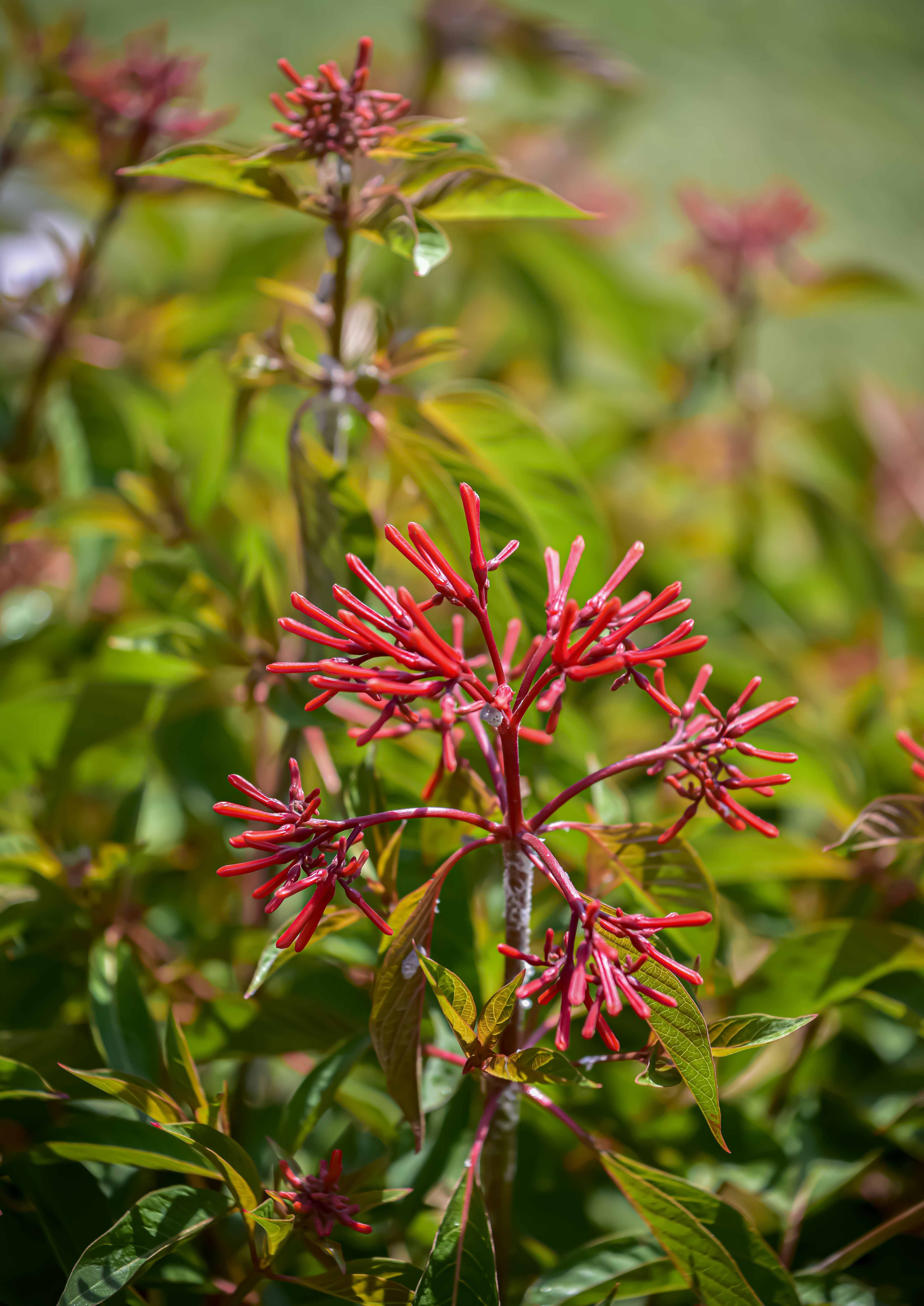 Crimson Corolla: Close-Up of Red Honeysuckle Bloom in Soft Focus Greenery