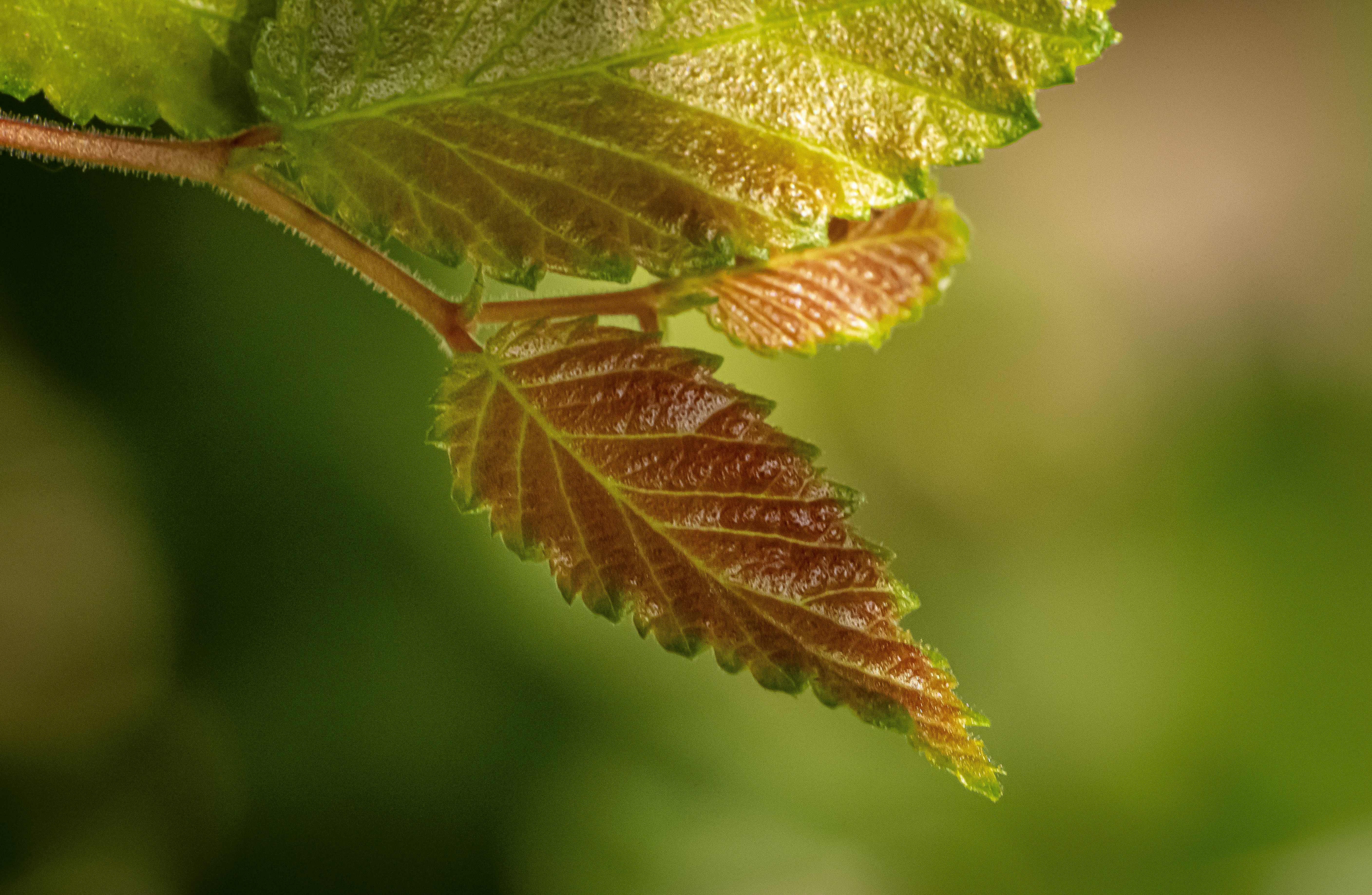 Autumn-Tipped Leaf in Soft Backlight