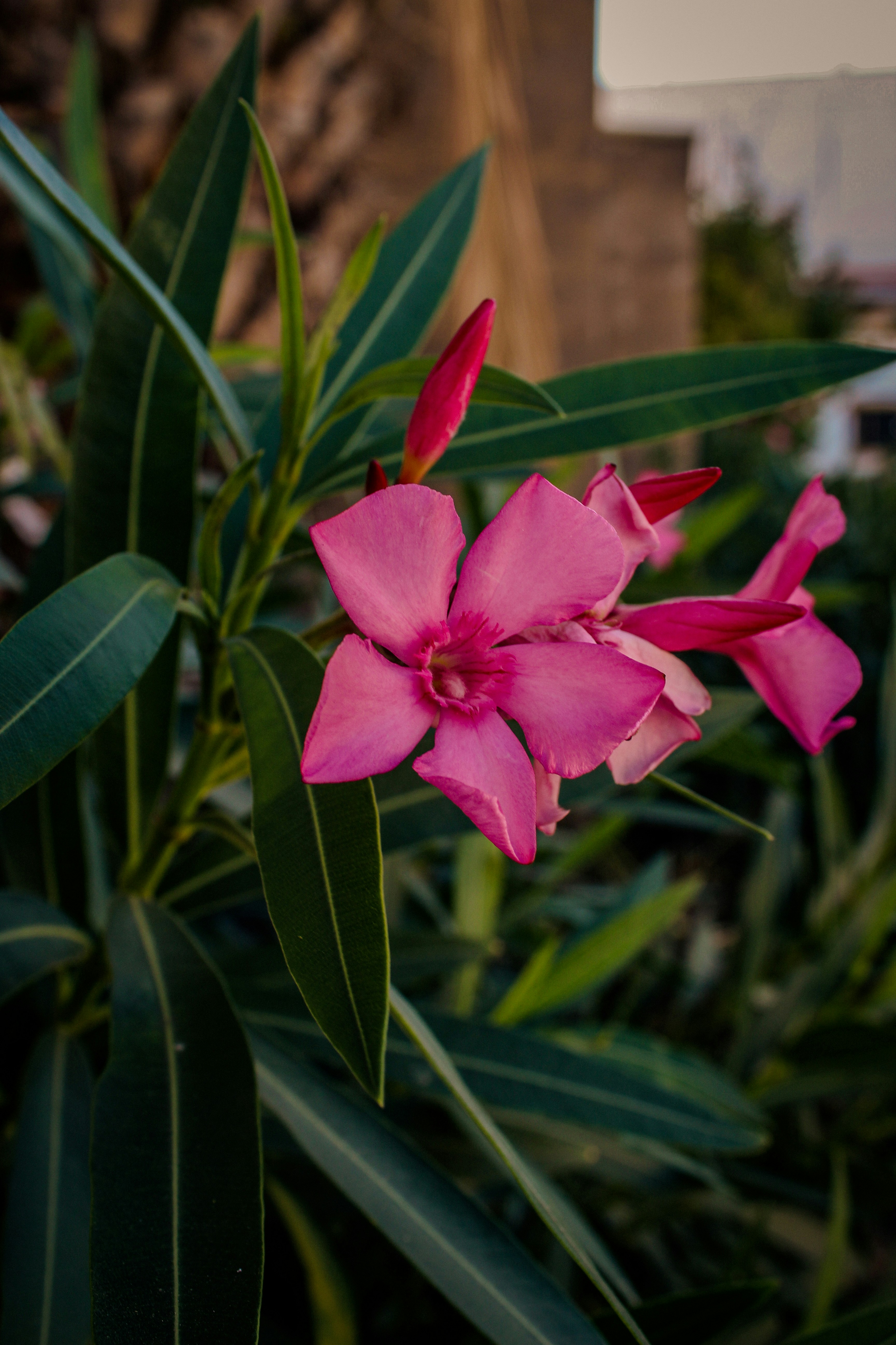 Pink Tropic Bloom in Focused Sunset Hue