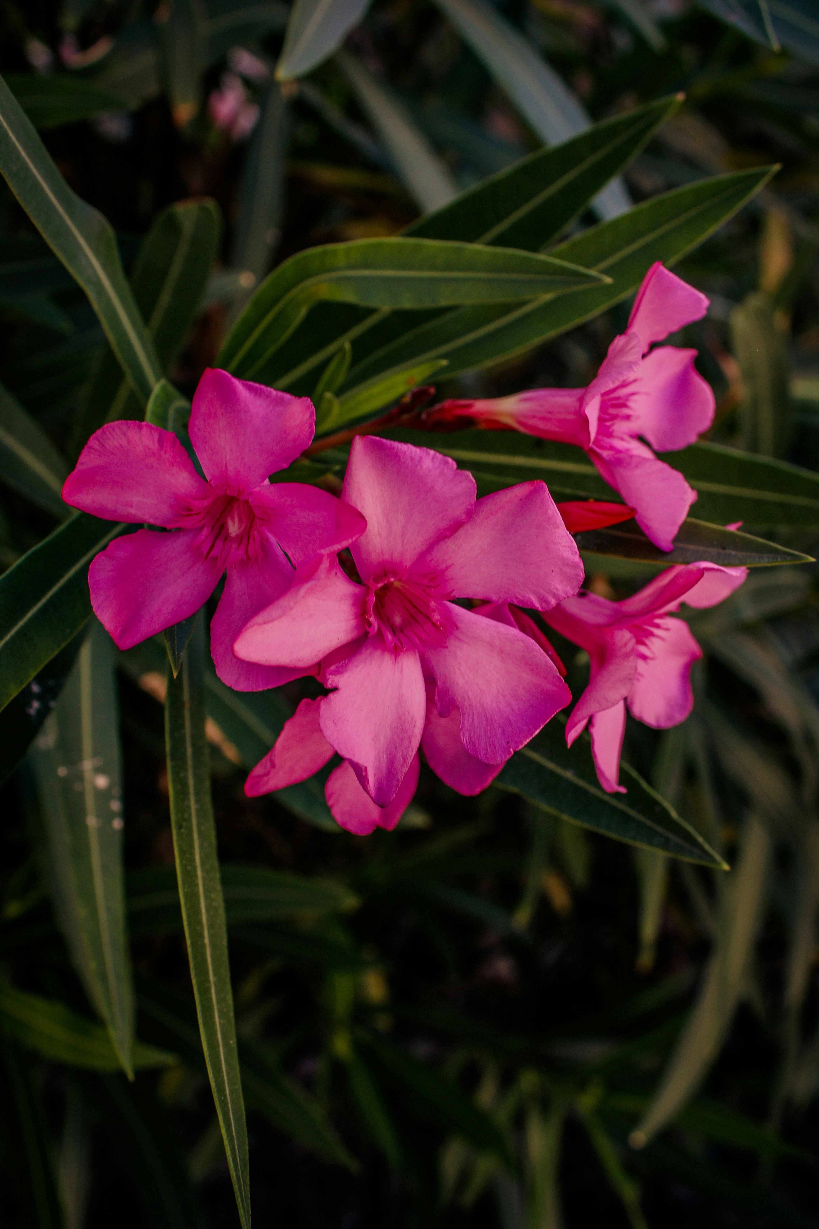Magenta Five-petal Bloom Group in Deep Green Foliage