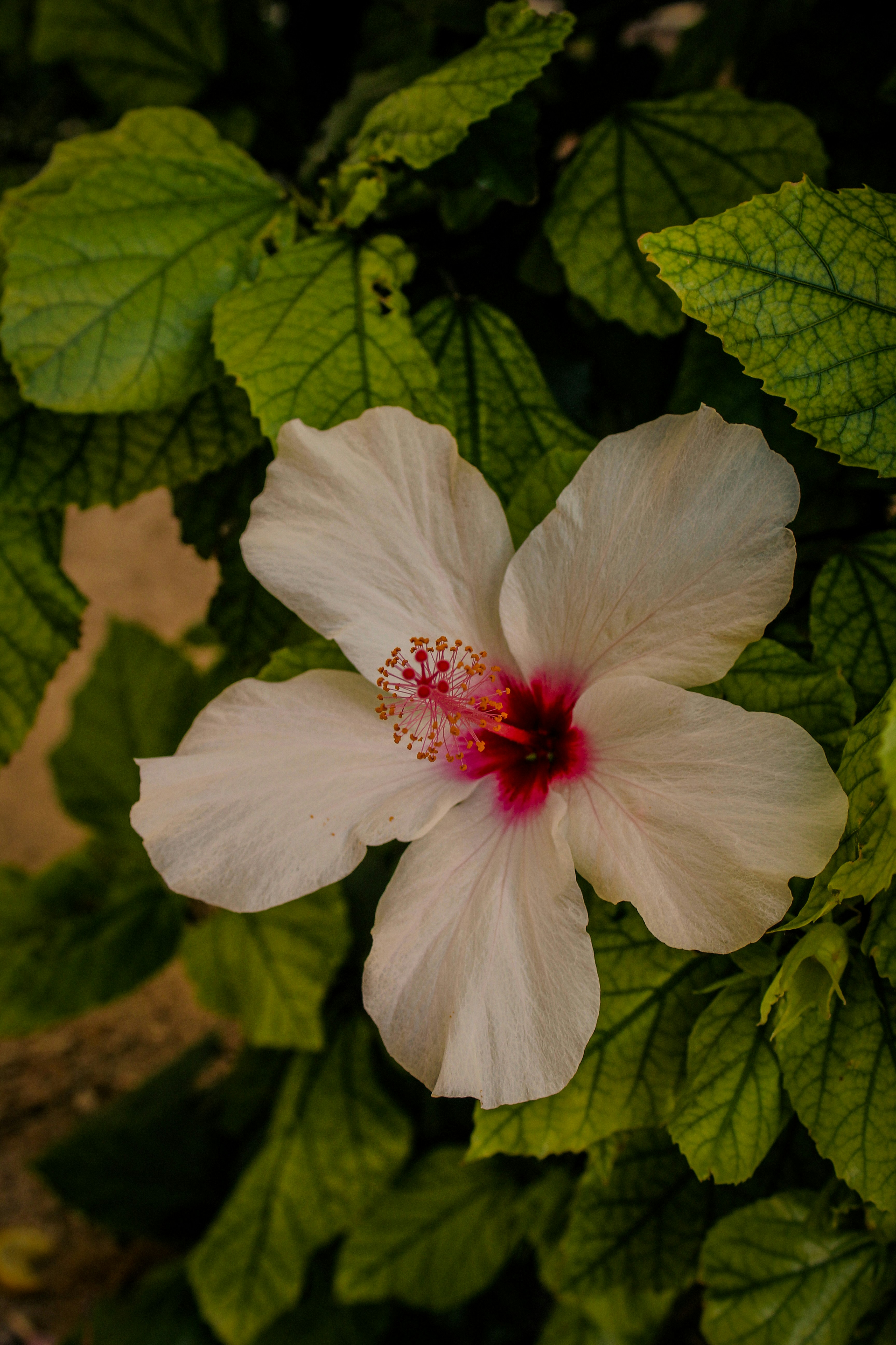 Hibiscus Moment: a pale bloom against deep green ivy