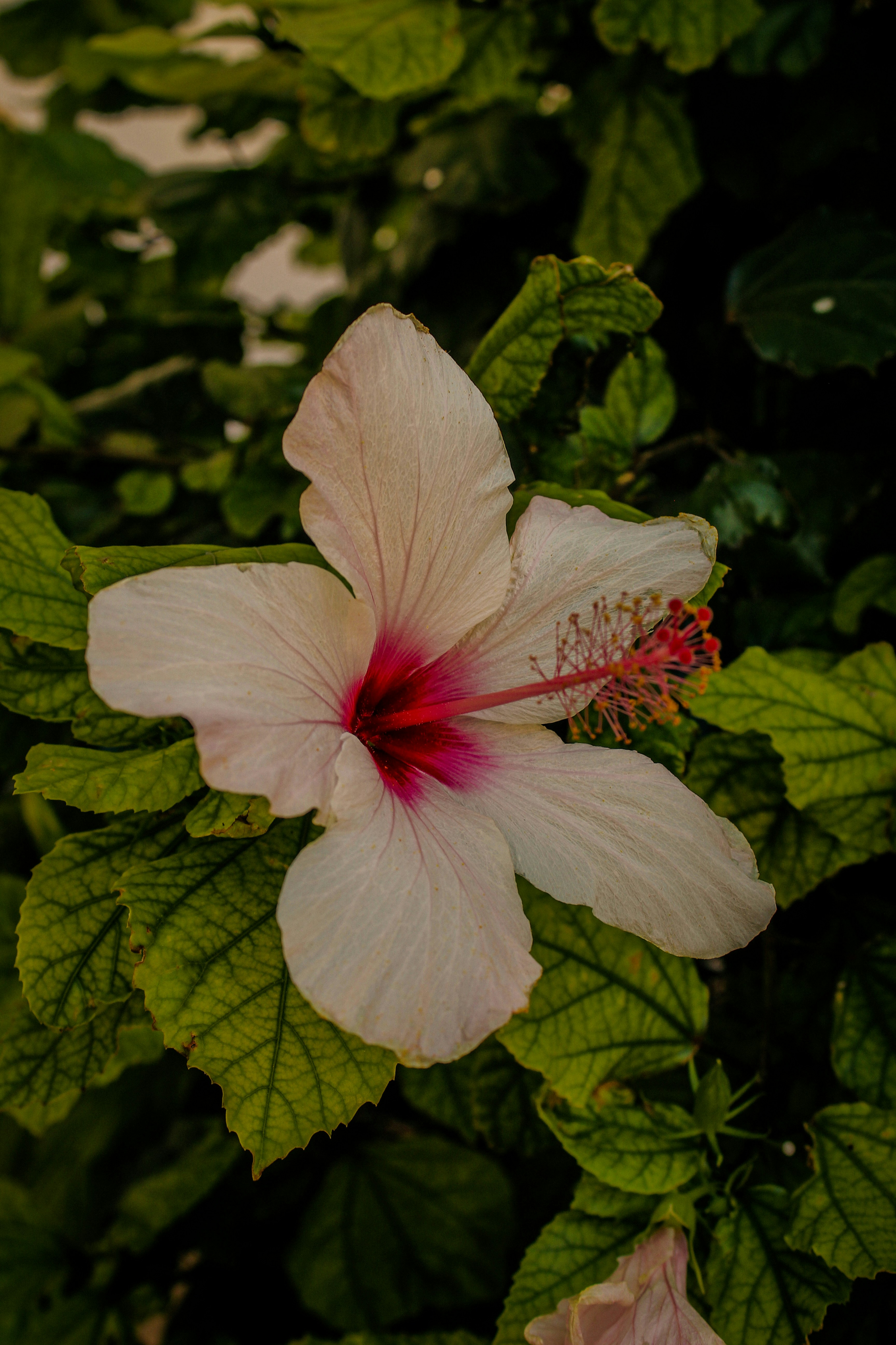 Soft-pink Hibiscus Bloom with Red Center Amid Greenery
