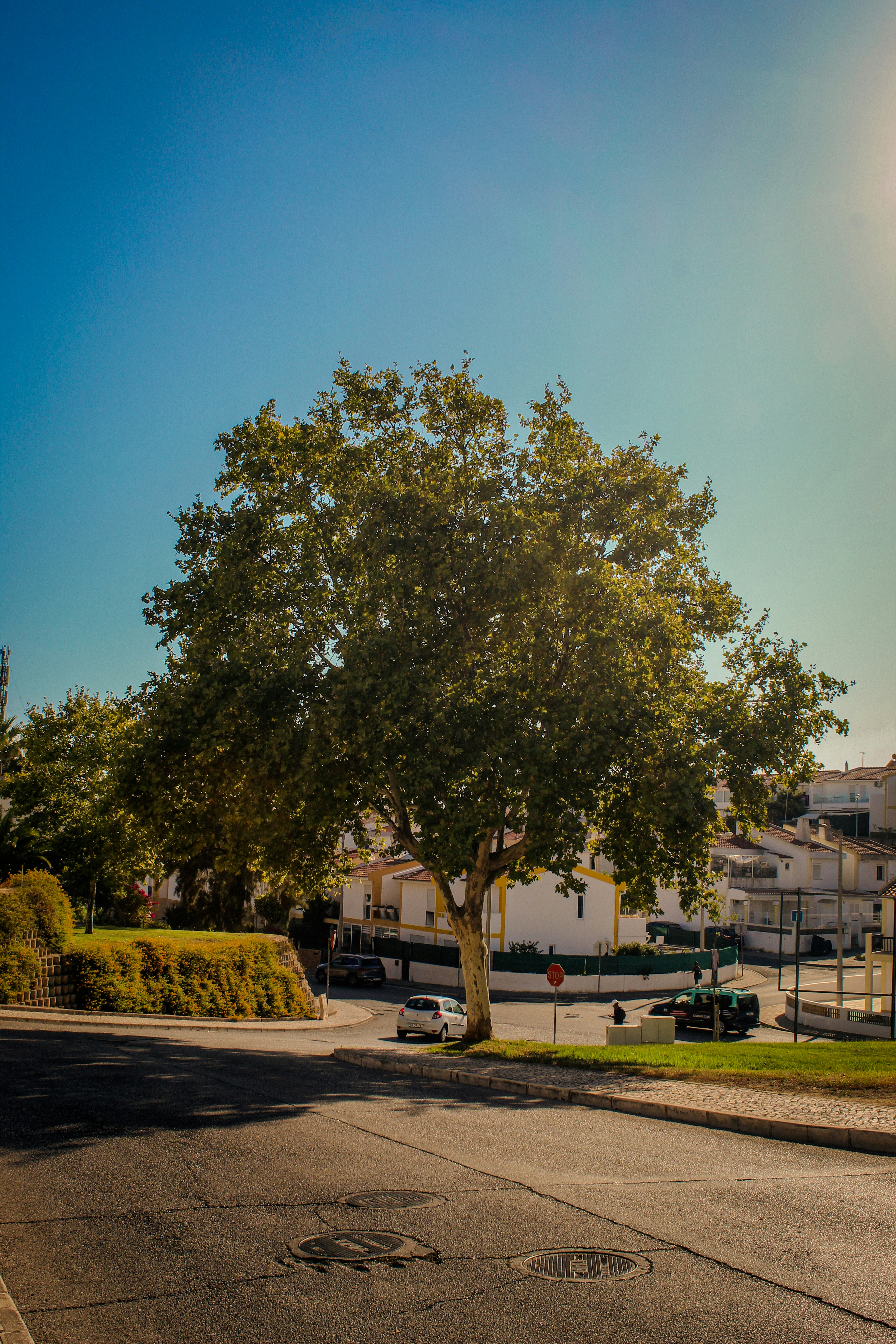 Sunlit Canopy Over Quiet Suburban Street