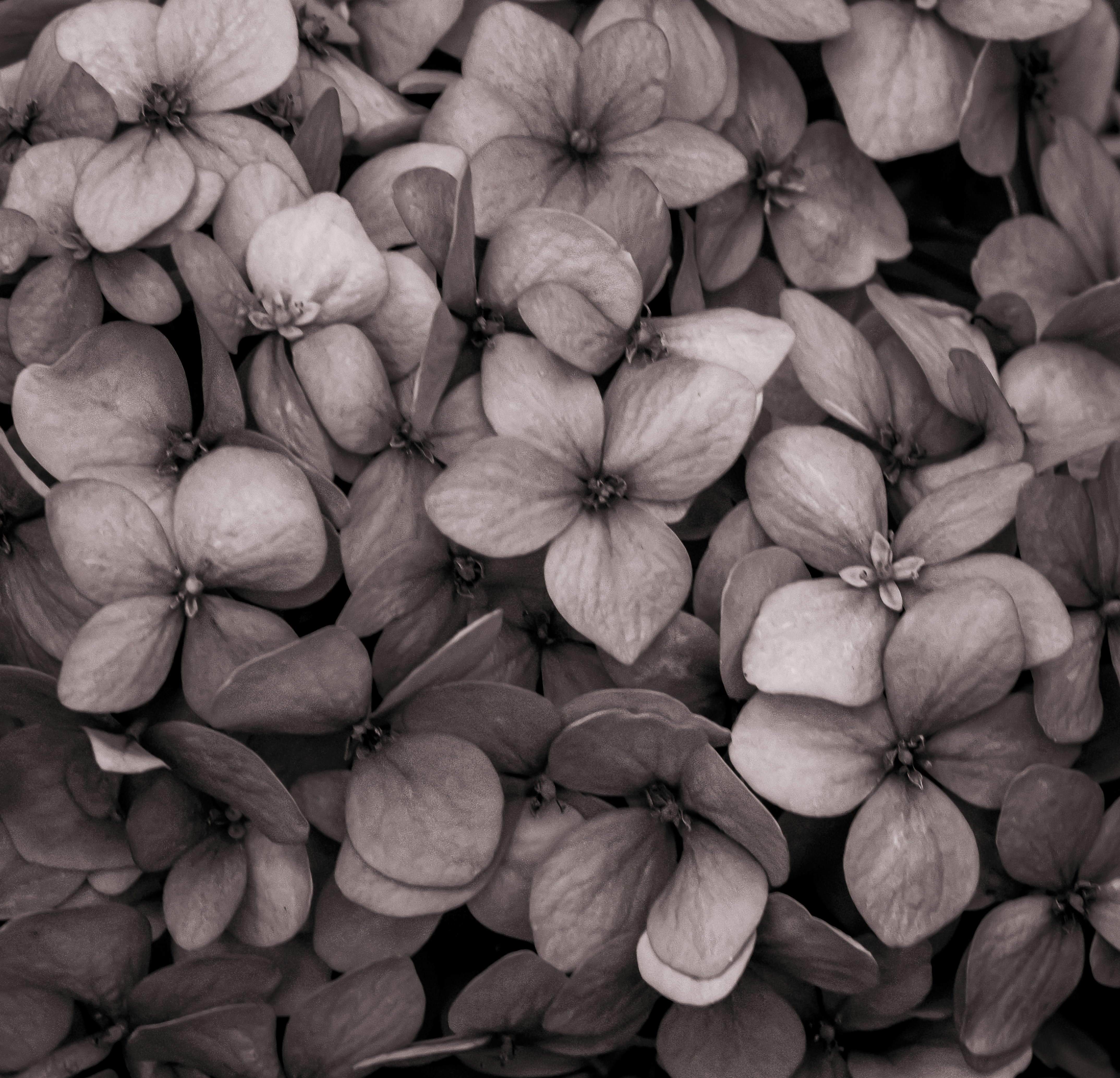 Bloom Close-Up: Velvet Hydrangea Canopy in Soft Sepia