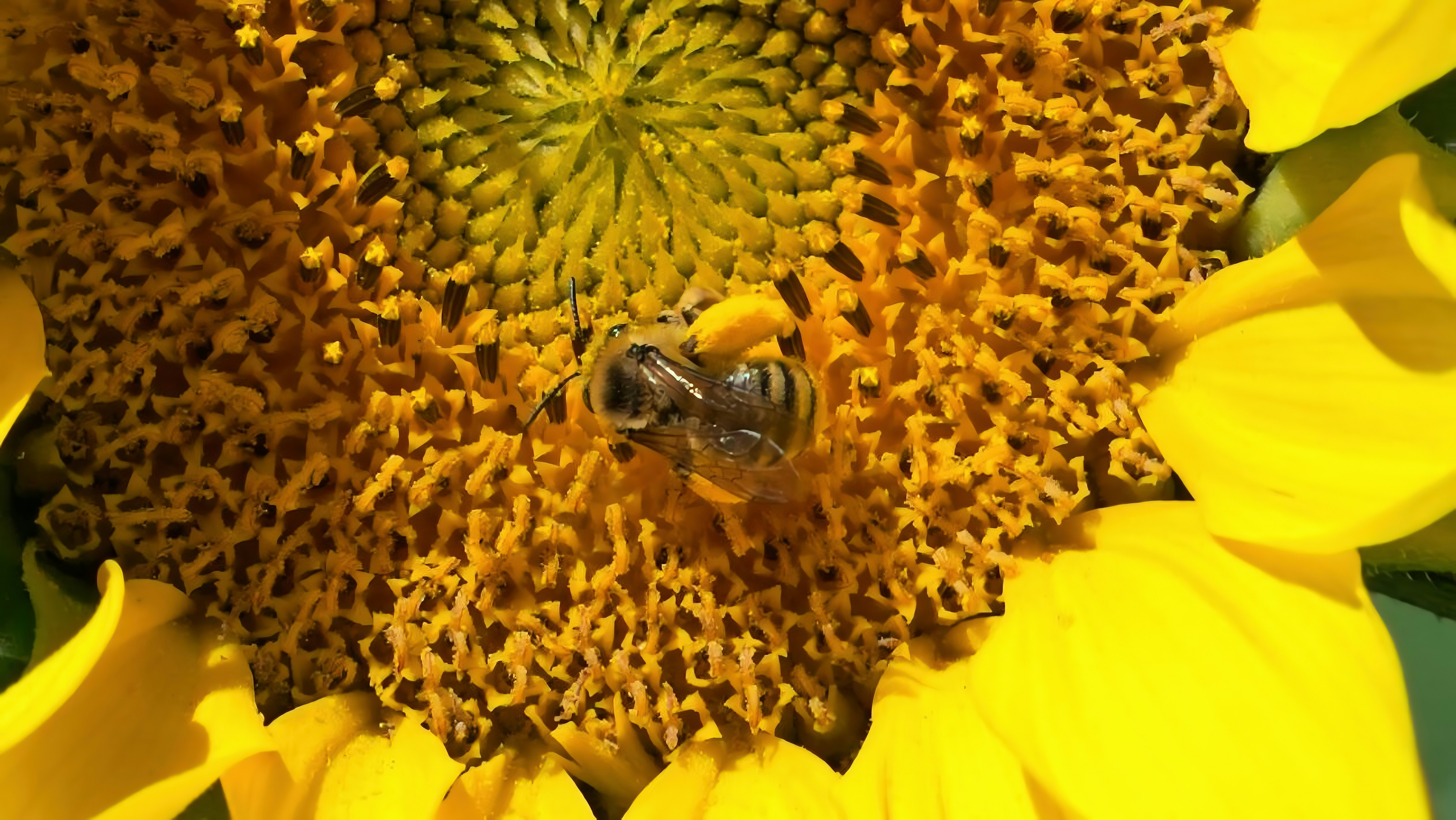 Bee on a Sunflower Center: A Moment of Pollination